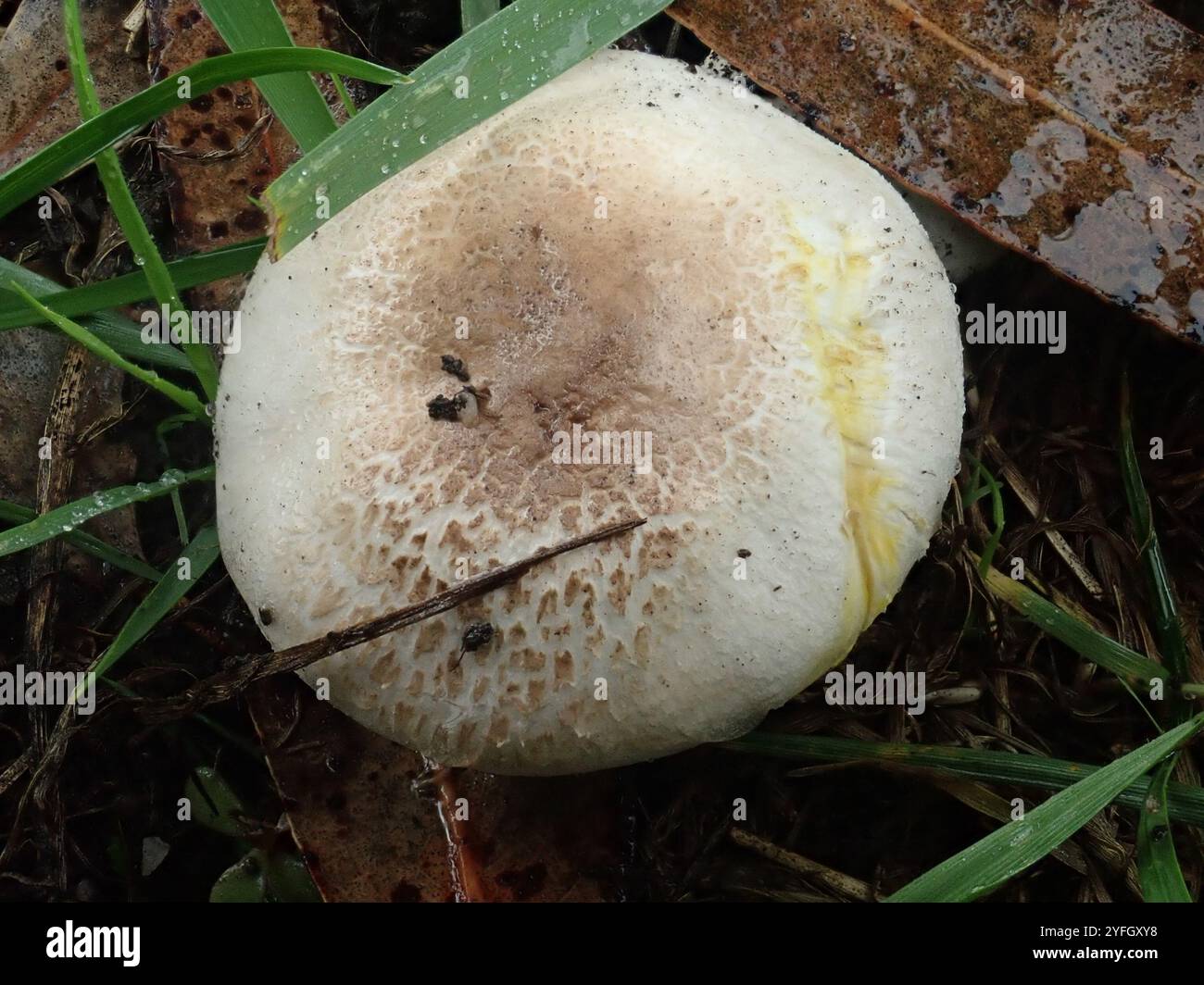Yellow Stainer (Agaricus xanthodermus Stock Photo - Alamy