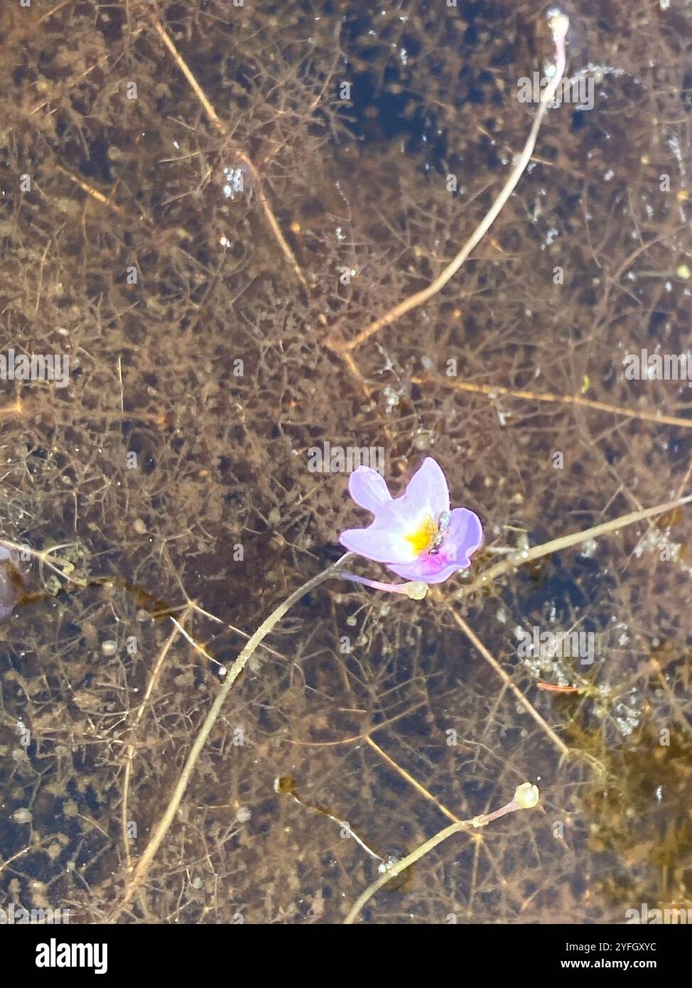Purple Bladderwort (Utricularia purpurea Stock Photo - Alamy