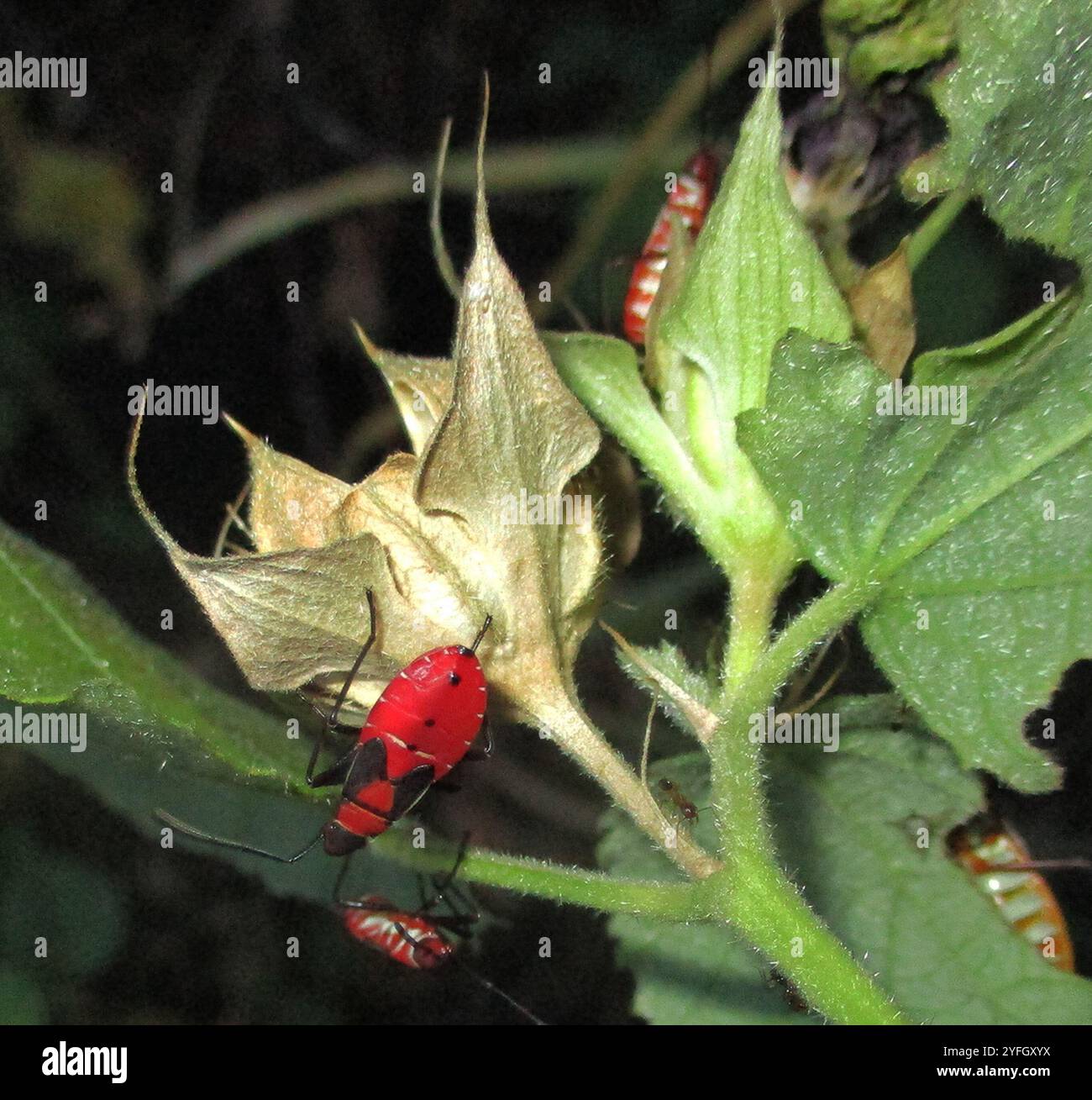 Dysdercus nigrofasciatus hi-res stock photography and images - Alamy