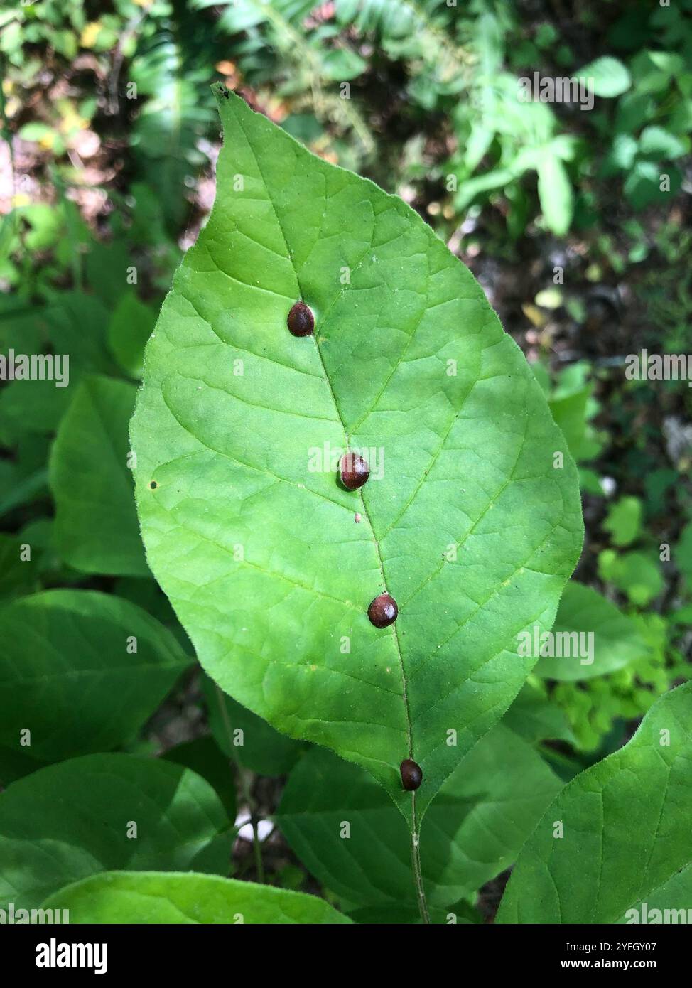 ash bullet gall midge (Dasineura pellex Stock Photo - Alamy