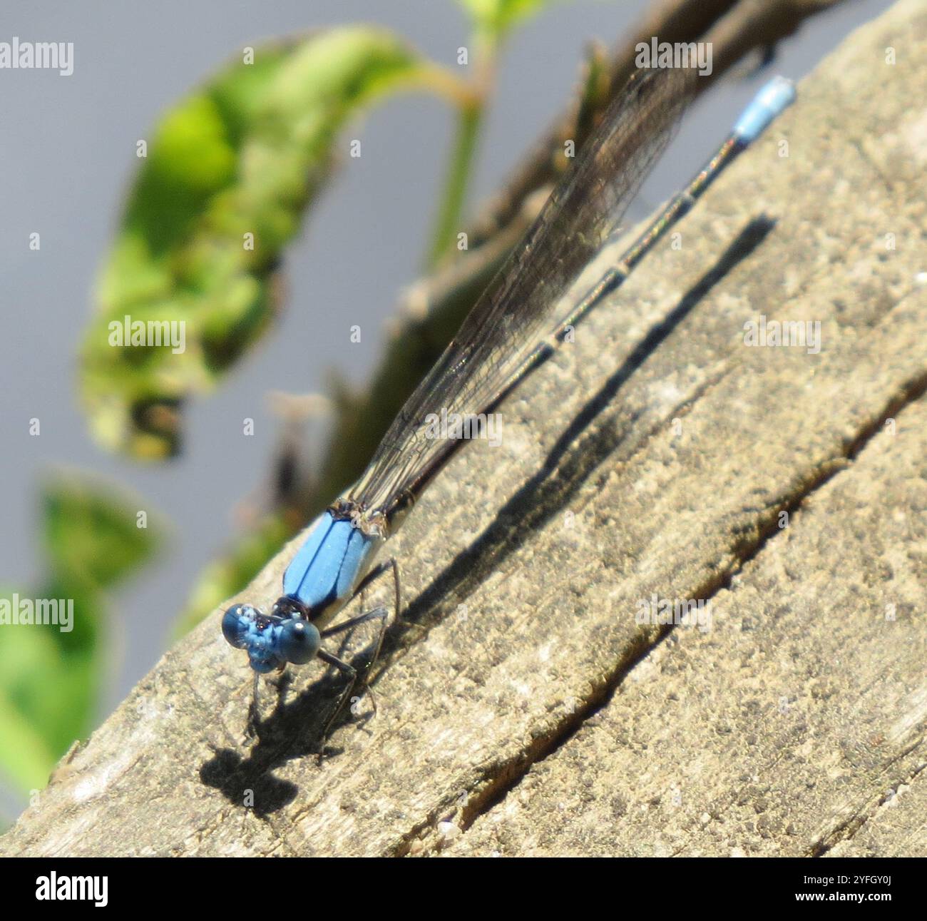Blue-fronted Dancer (Argia apicalis Stock Photo - Alamy