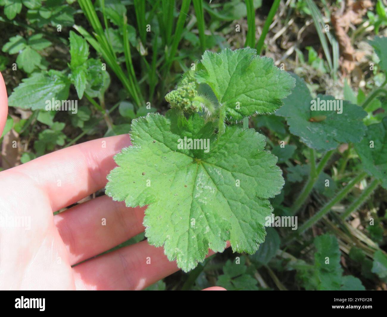 fringe cups (Tellima grandiflora Stock Photo - Alamy