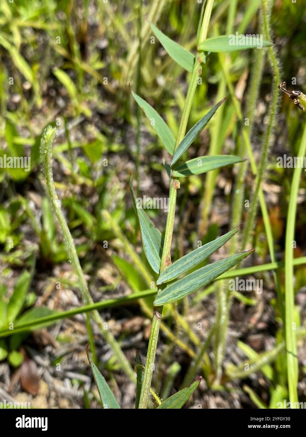 Savannah meadowbeauty (Rhexia alifanus Stock Photo - Alamy