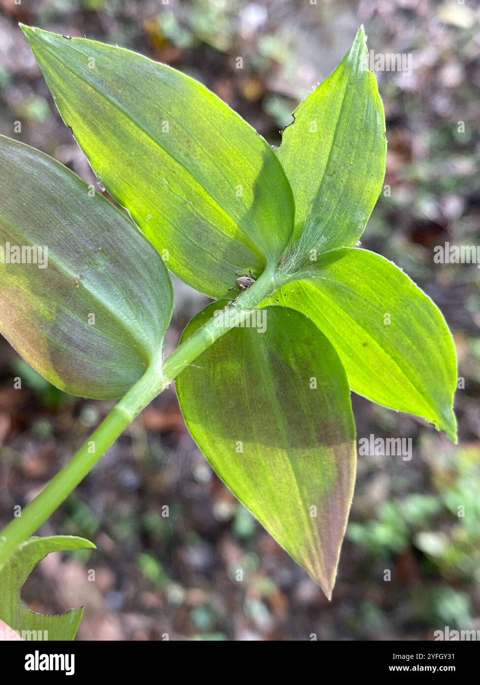 small-leaf spiderwort (Tradescantia fluminensis Stock Photo - Alamy