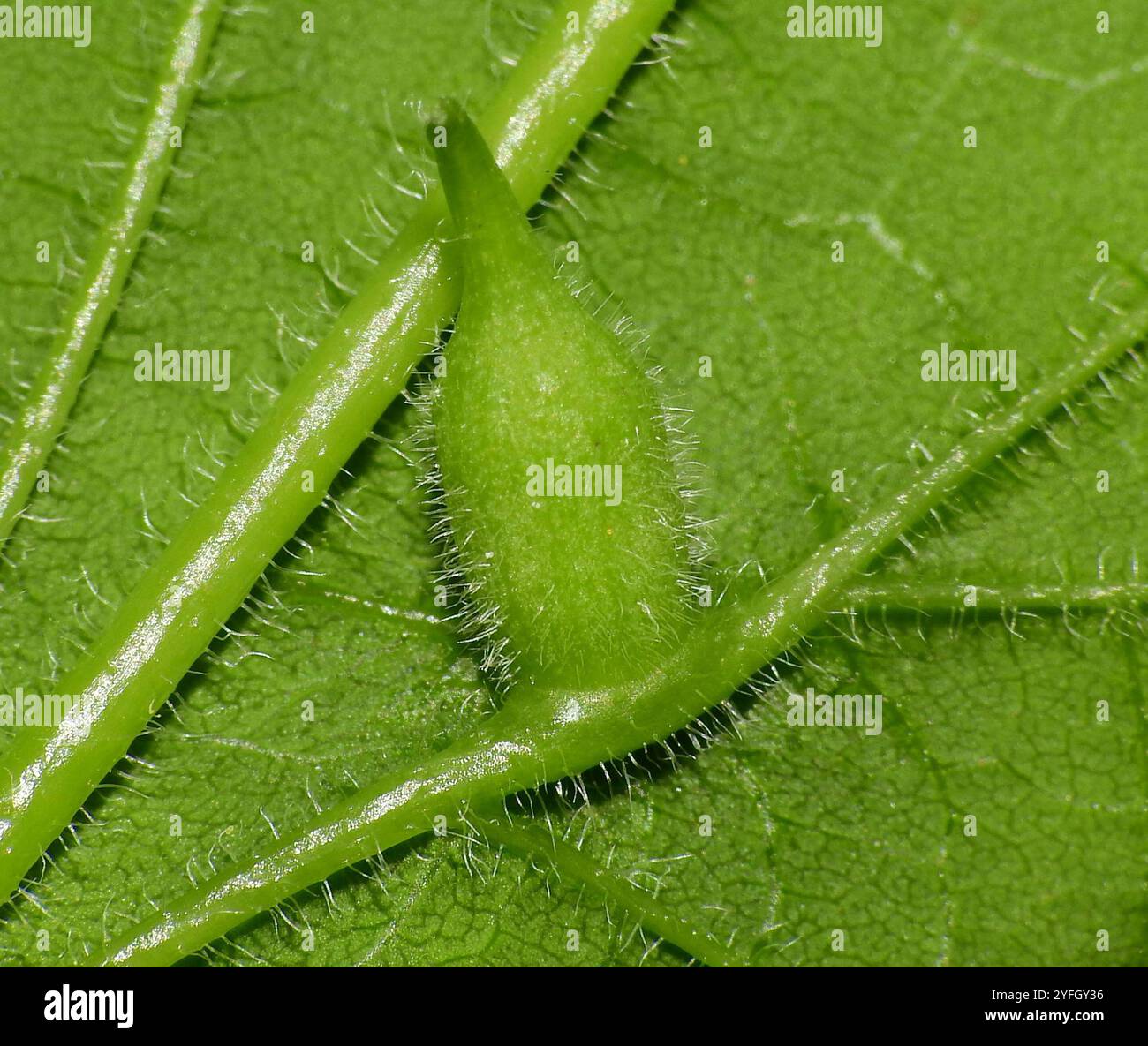 Hackberry Tenpin Gall Midge (Celticecis ovata Stock Photo - Alamy