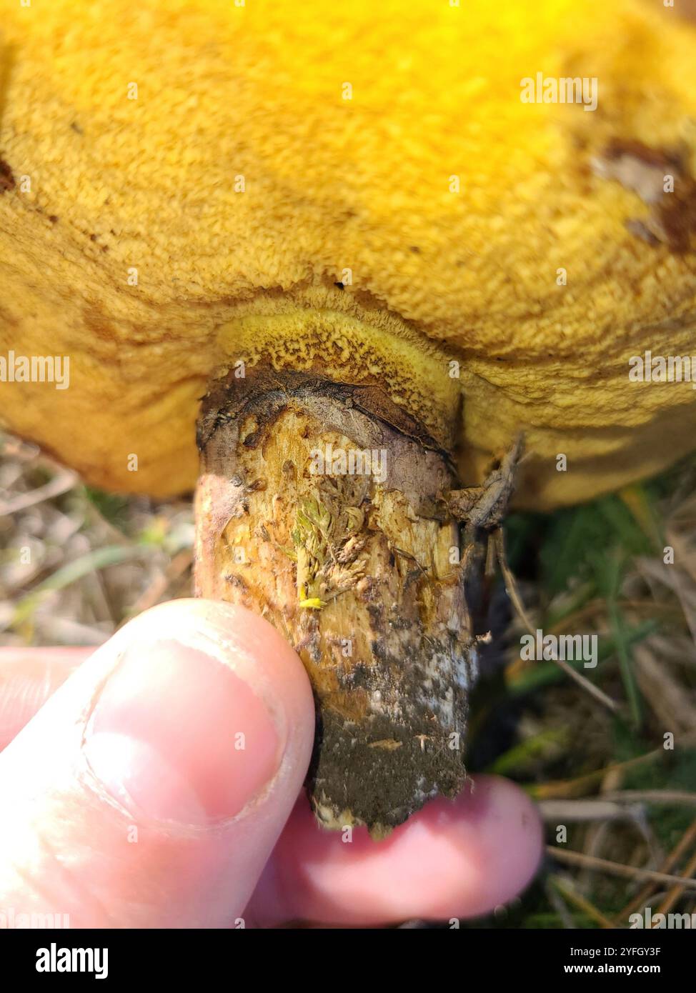 Purple-veiled Slippery Jack (Suillus luteus Stock Photo - Alamy