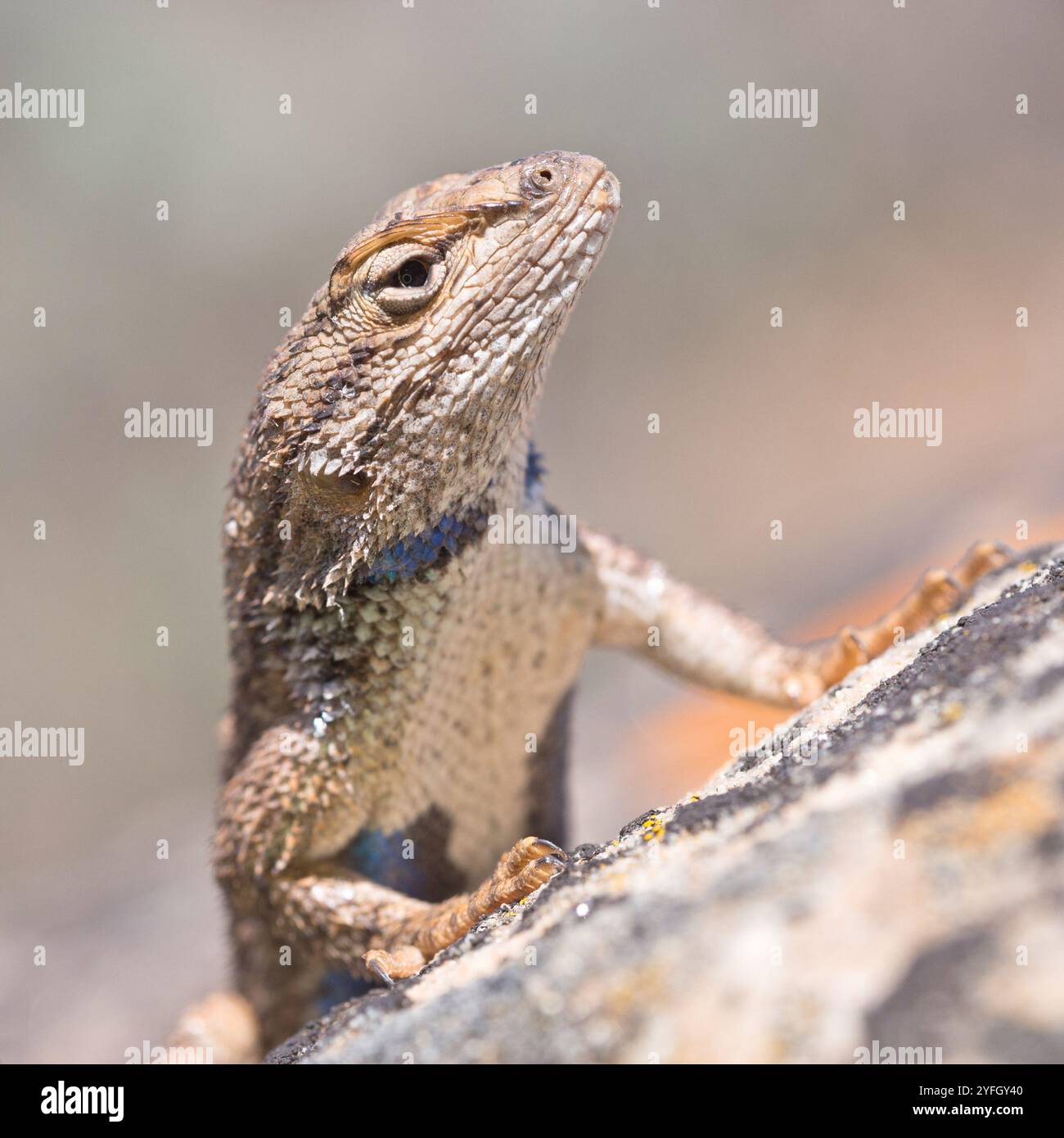 Plateau Fence Lizard (Sceloporus tristichus Stock Photo - Alamy