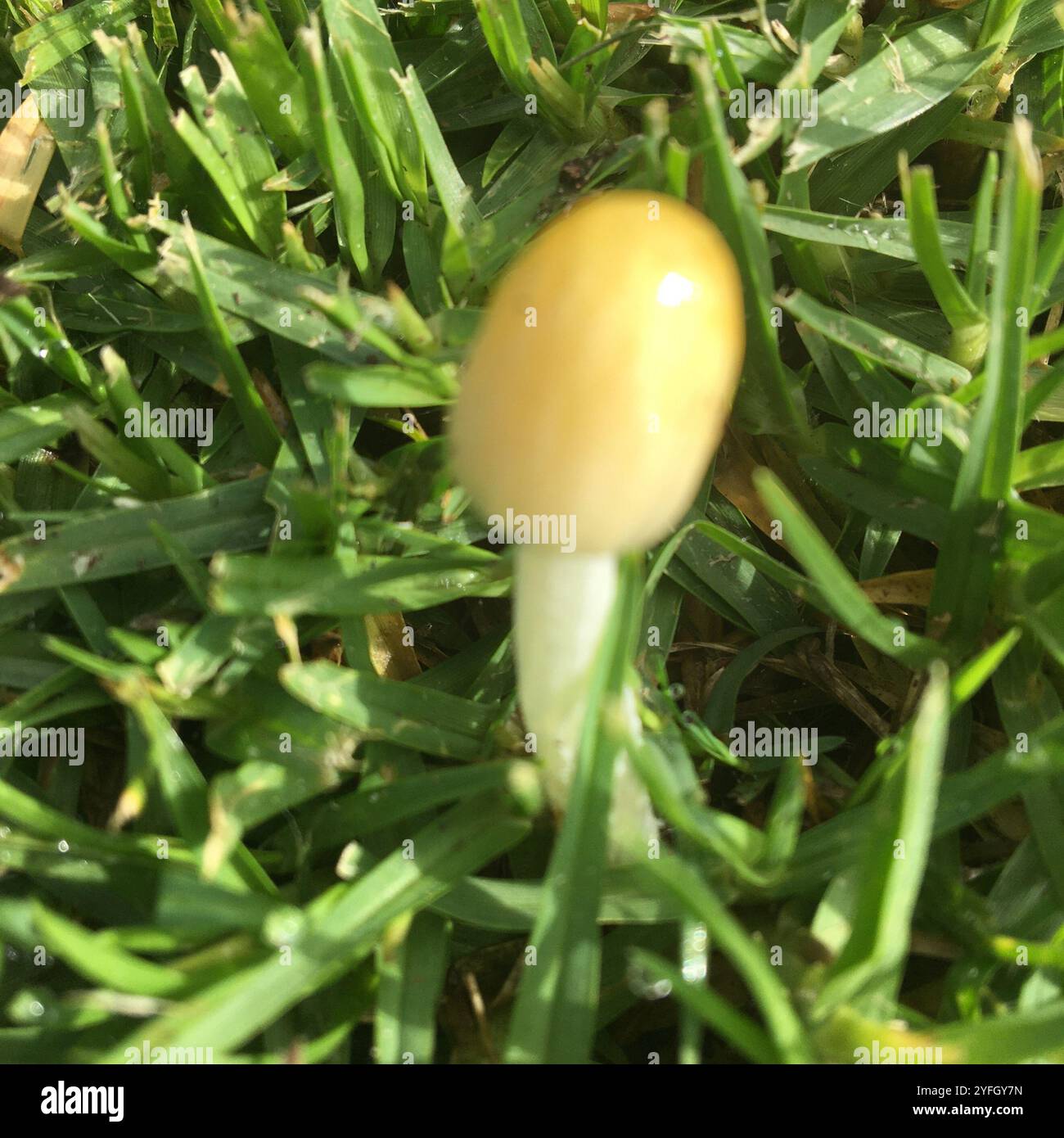 Yellow bolbitius hi-res stock photography and images - Alamy