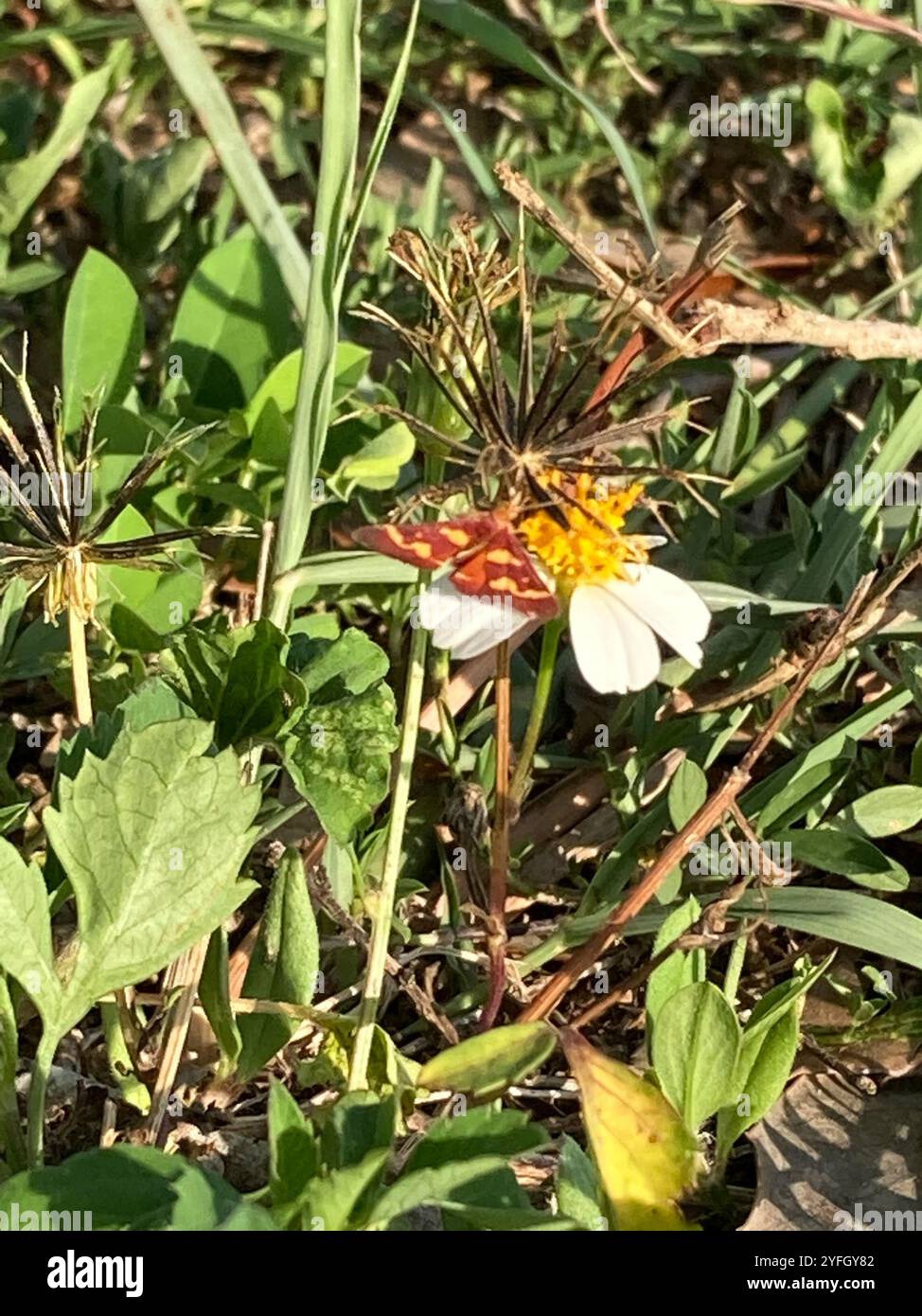 White beggarticks (Bidens alba Stock Photo - Alamy