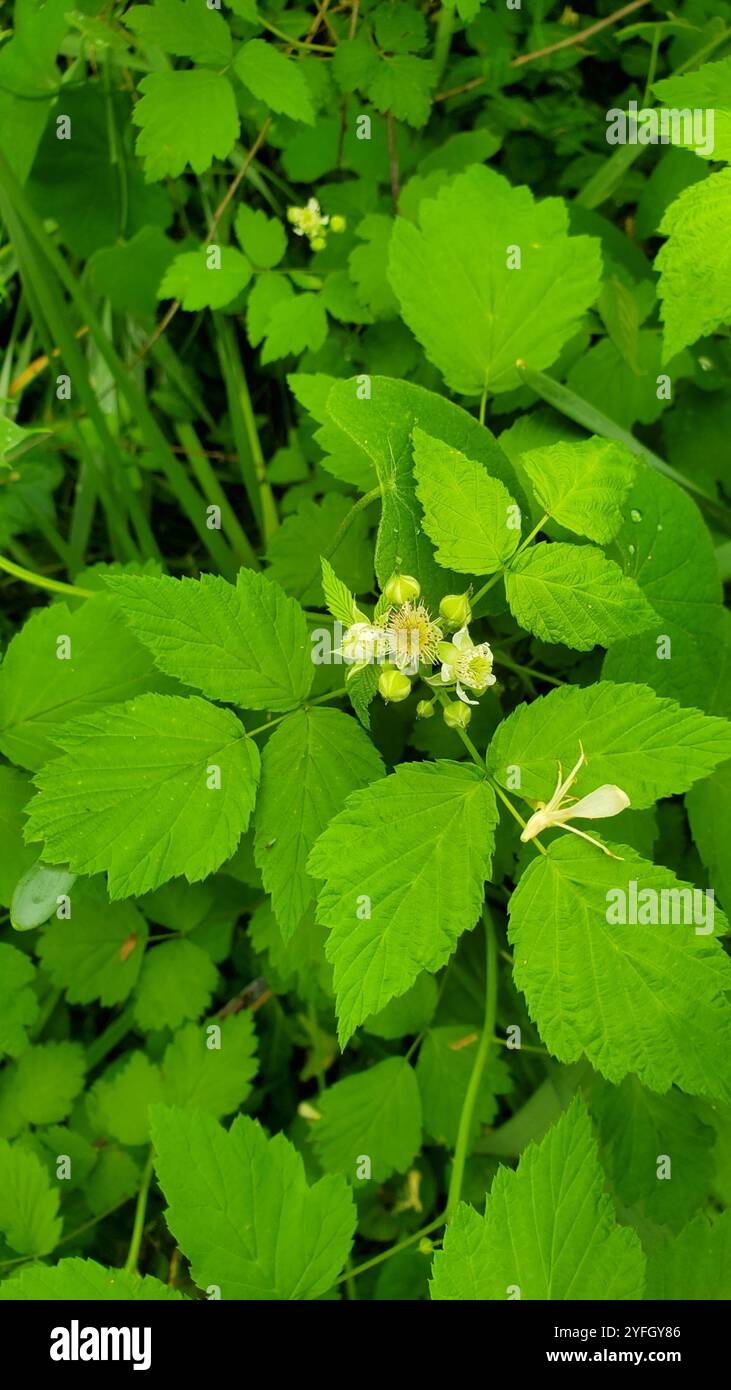 black raspberry (Rubus occidentalis Stock Photo - Alamy