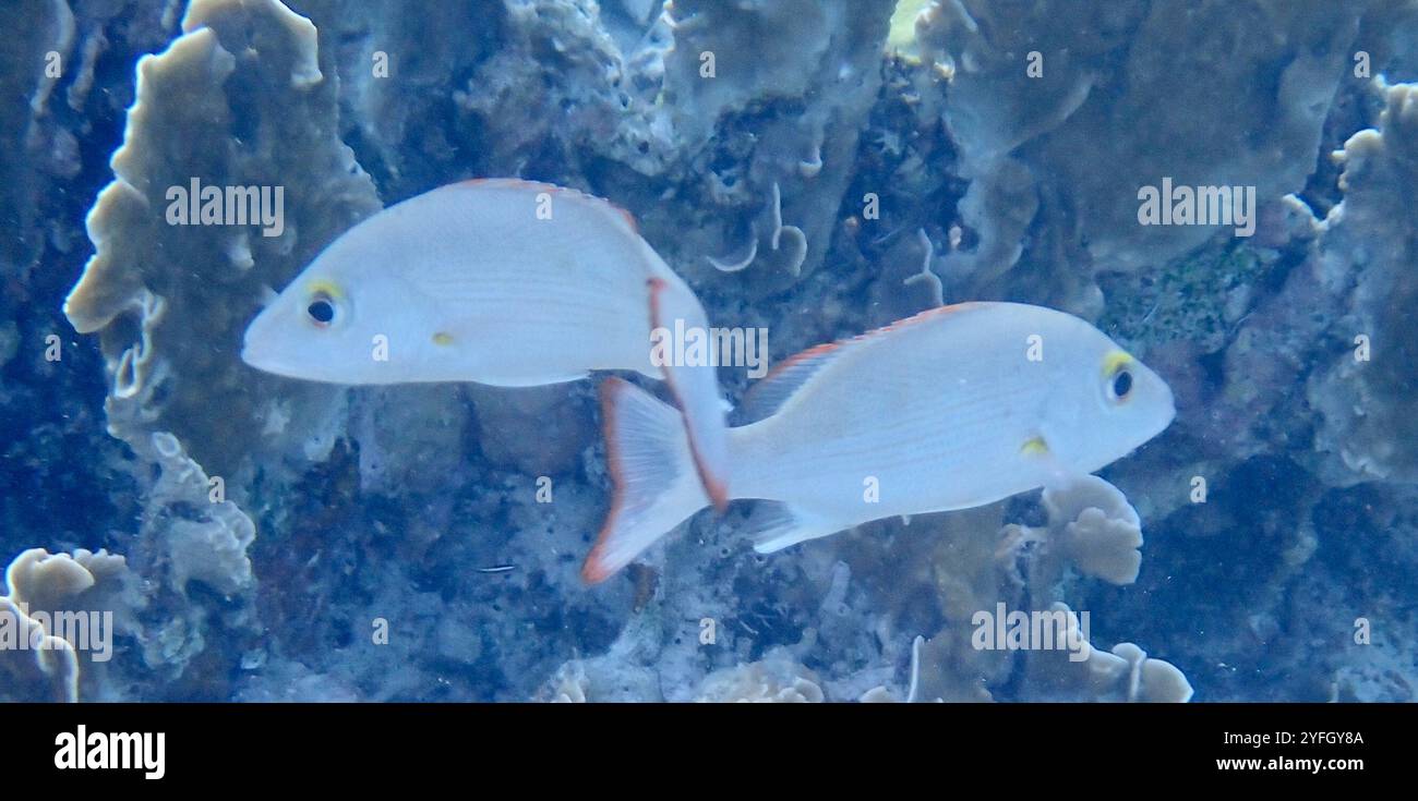 Mahogany Snapper (Lutjanus mahogoni Stock Photo - Alamy