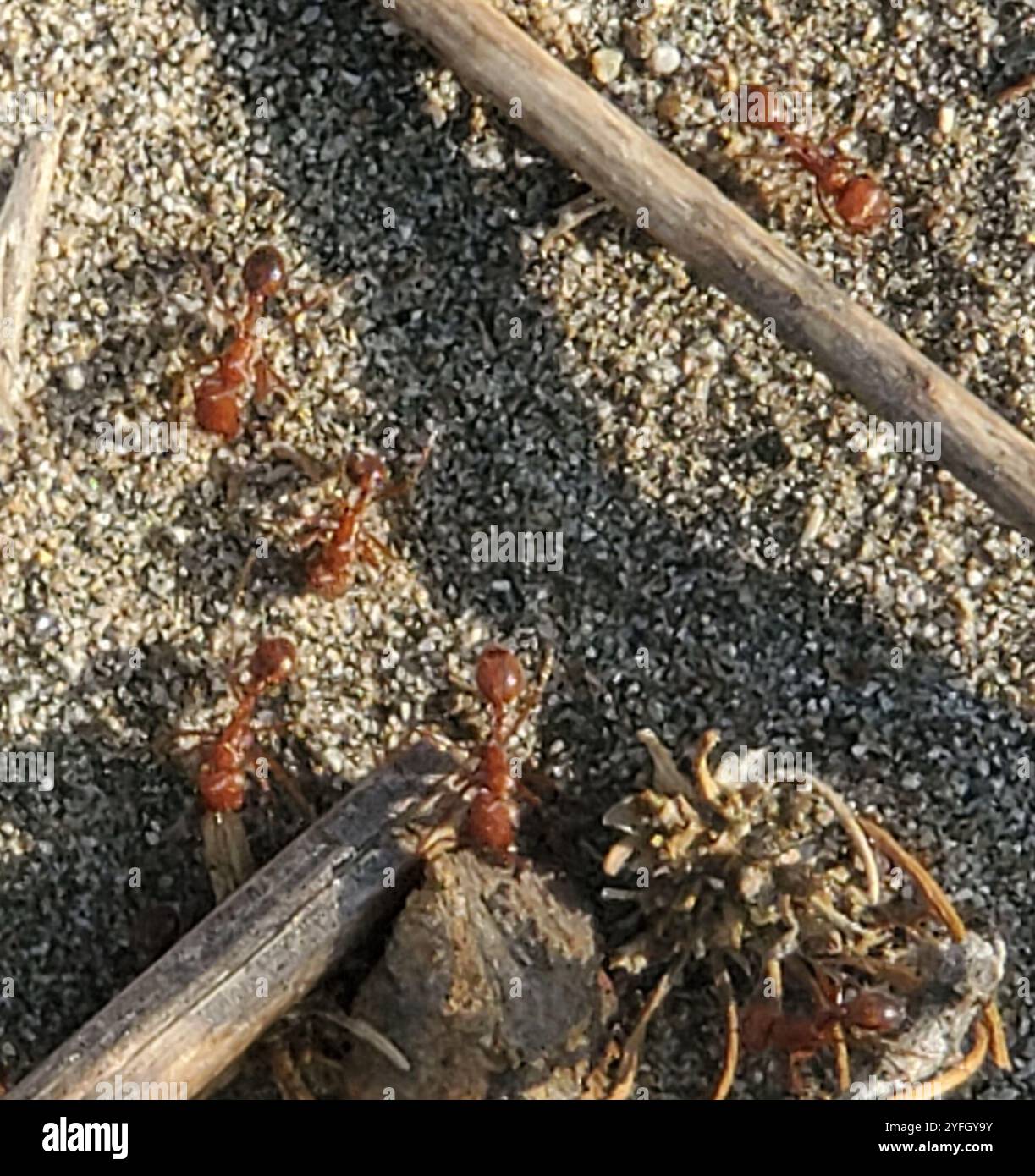 California Harvester Ant (Pogonomyrmex californicus Stock Photo - Alamy