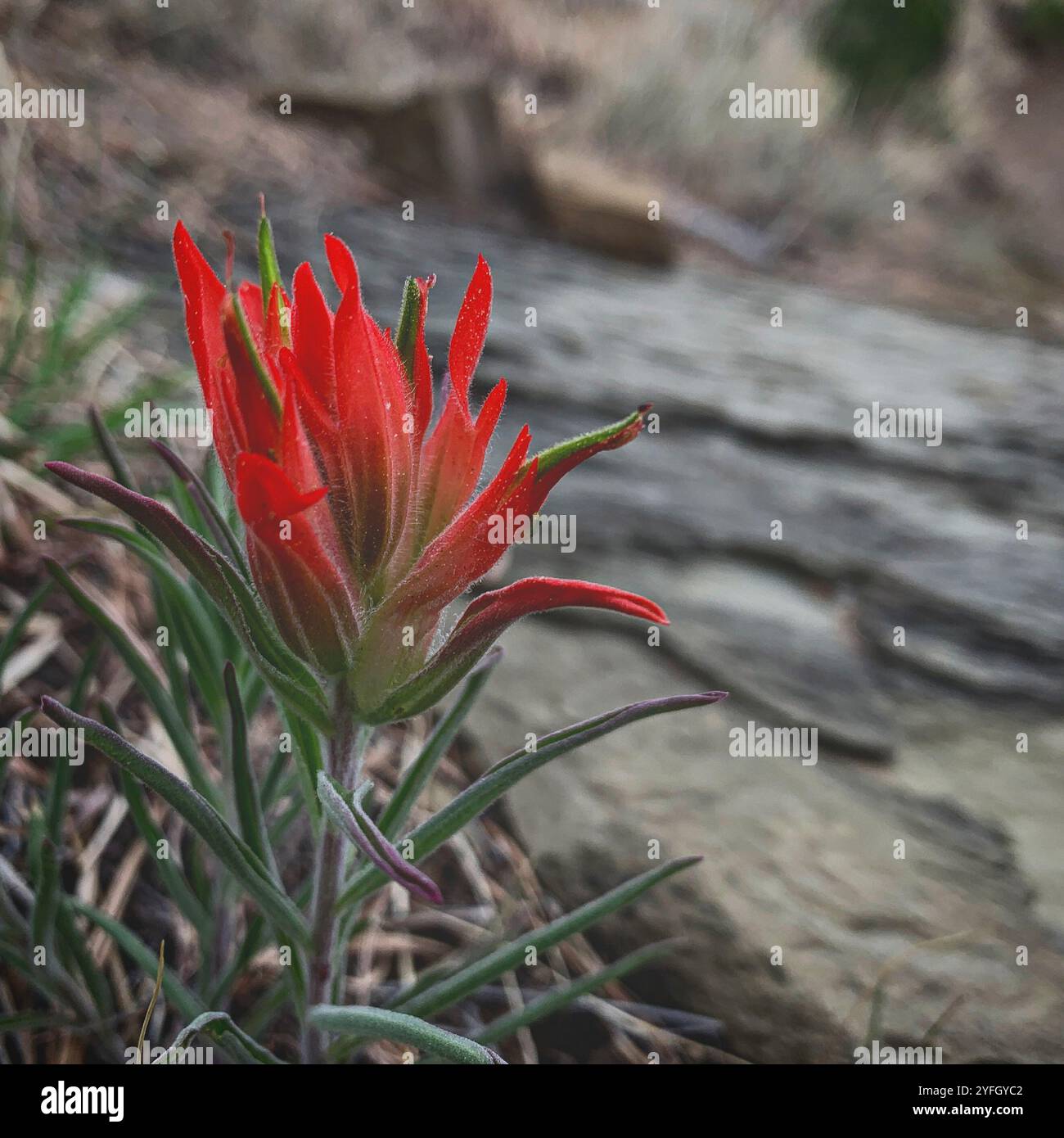 Wholeleaf Paintbrush (Castilleja integra Stock Photo - Alamy