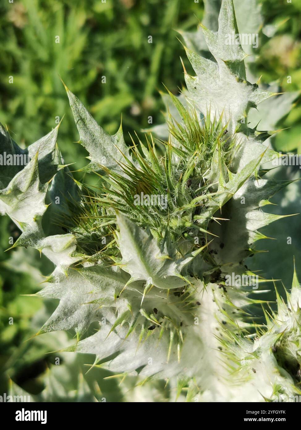 cotton thistle (Onopordum acanthium Stock Photo - Alamy
