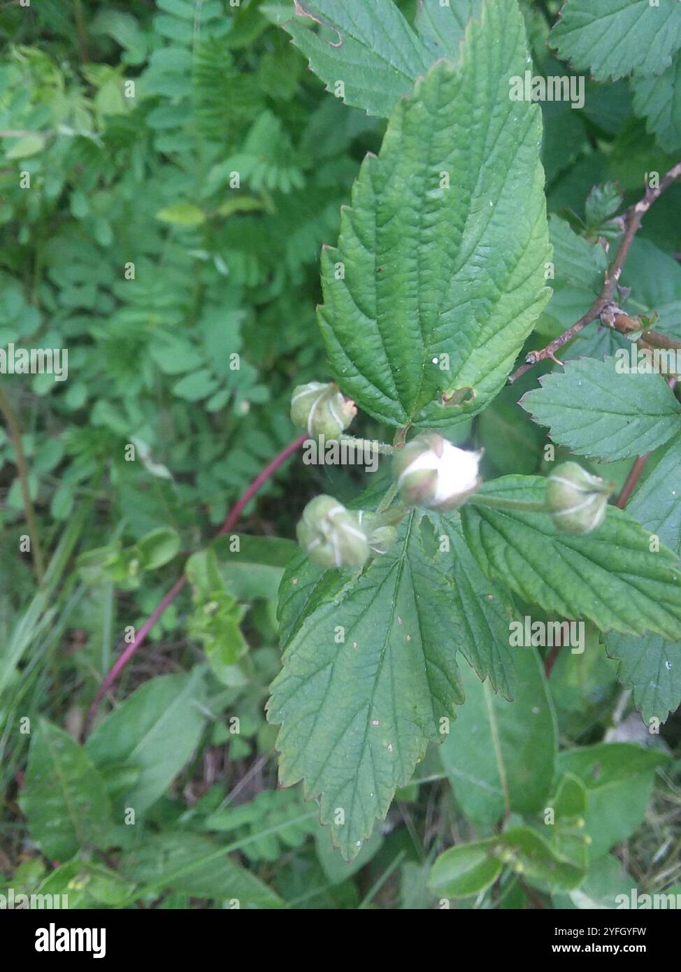 Pensilvanicus hi-res stock photography and images - Alamy