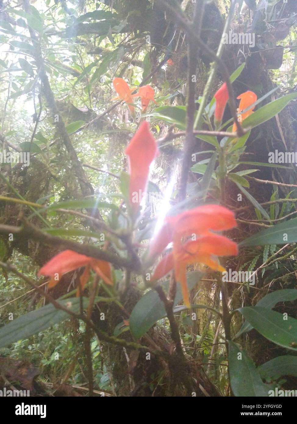 Columnea magnifica columnea magnifica hi-res stock photography and ...