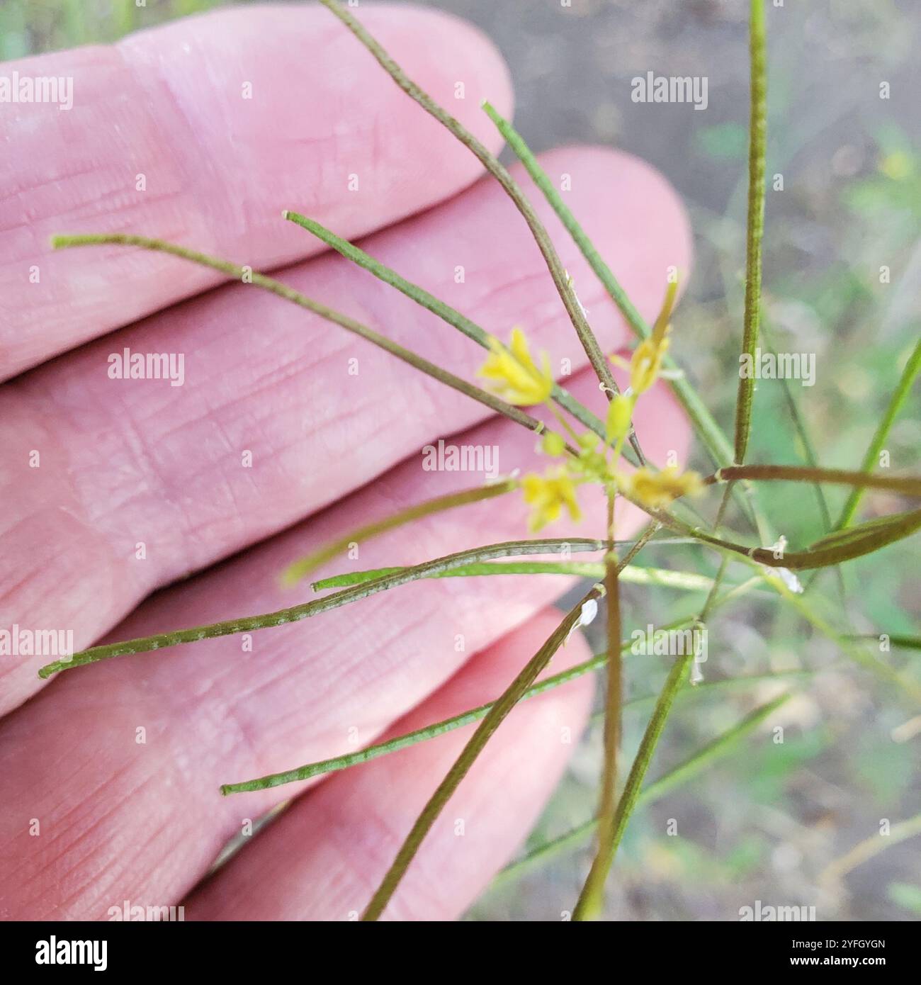 Sisymbrium irio hi-res stock photography and images - Alamy