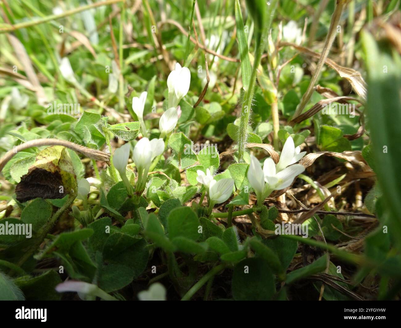Subterranean Clover (Trifolium subterraneum Stock Photo - Alamy