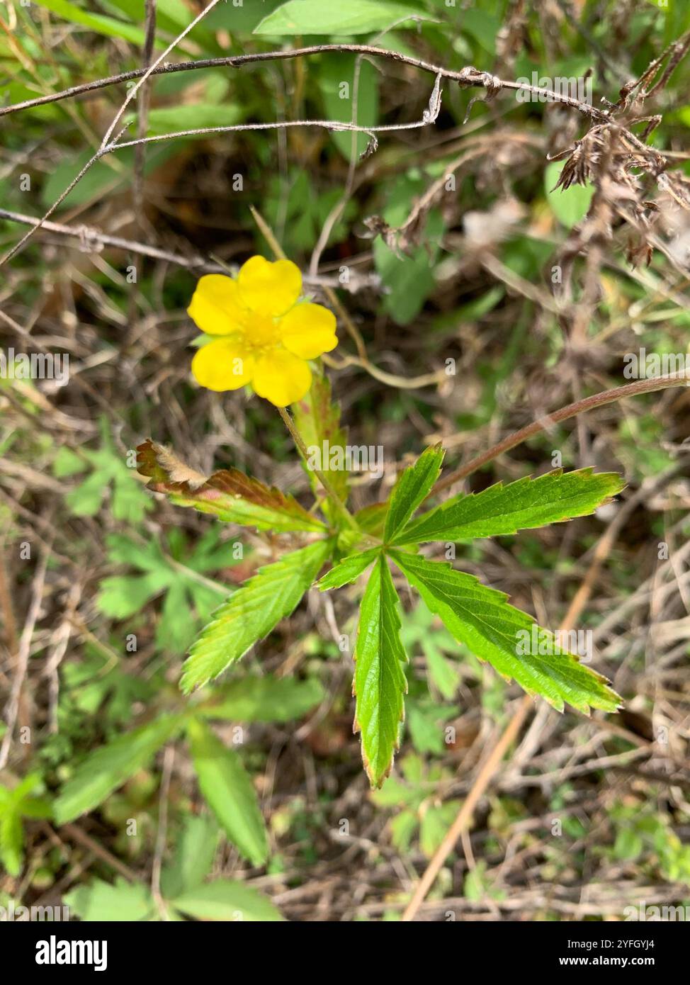 common cinquefoil (Potentilla simplex Stock Photo - Alamy