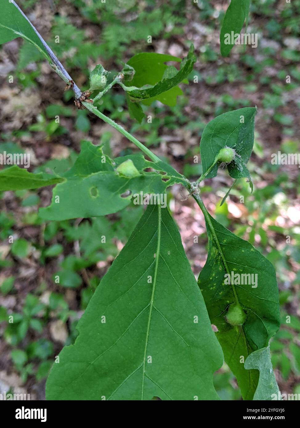 Oak Petiole Gall Wasp (Andricus quercuspetiolicola Stock Photo - Alamy