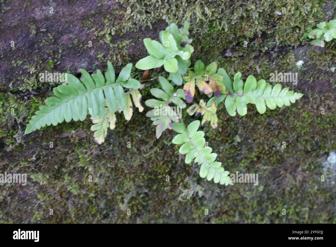 common polypody (Polypodium vulgare Stock Photo - Alamy