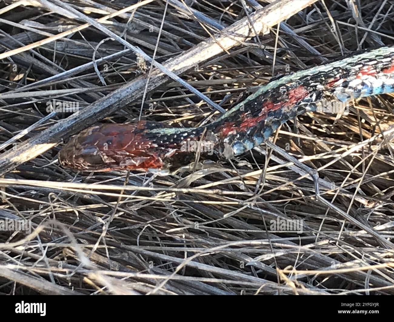 California Red-sided Garter Snake (Thamnophis sirtalis infernalis Stock ...