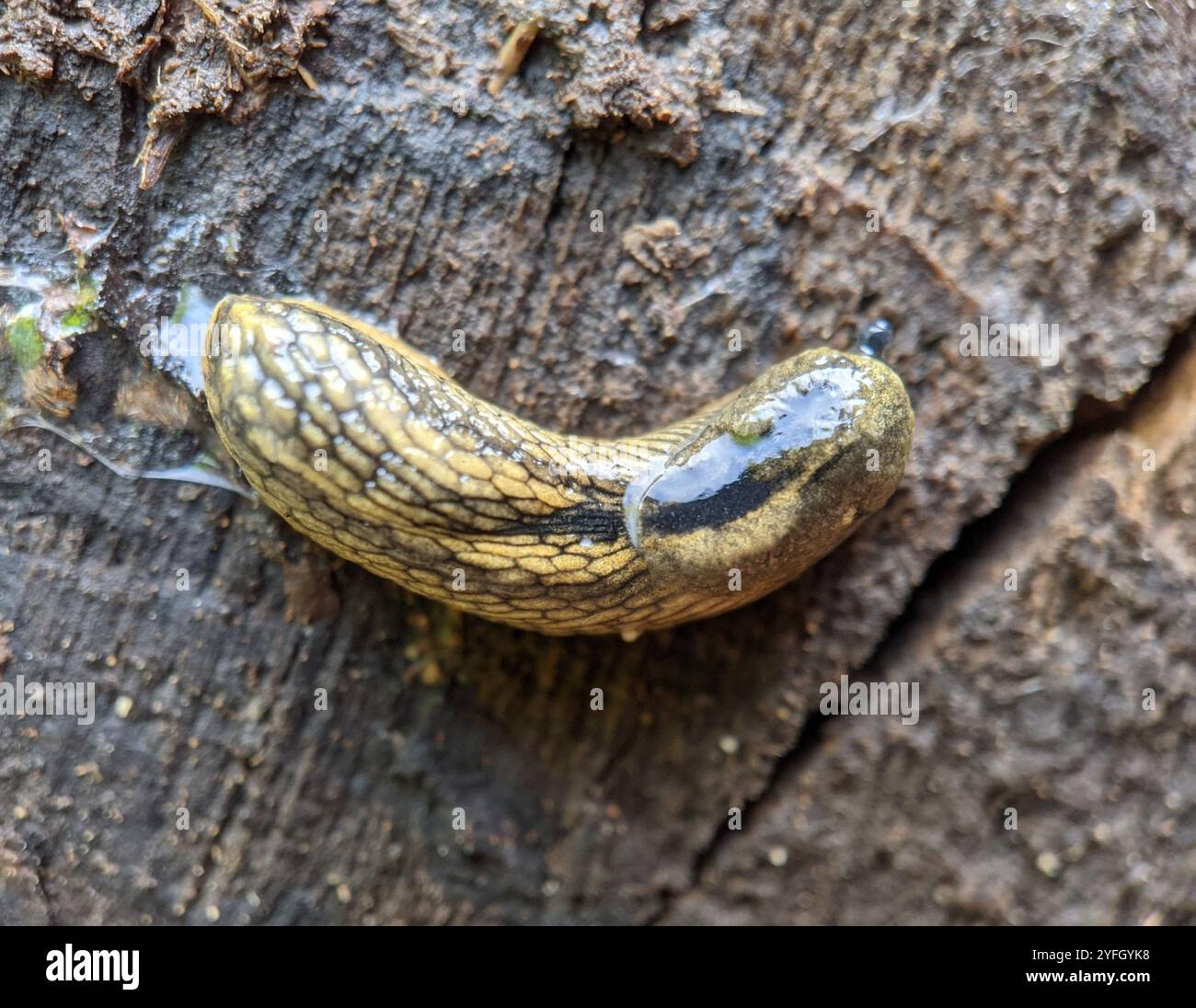 Roundback Slugs and Allies (Arionoidea Stock Photo - Alamy