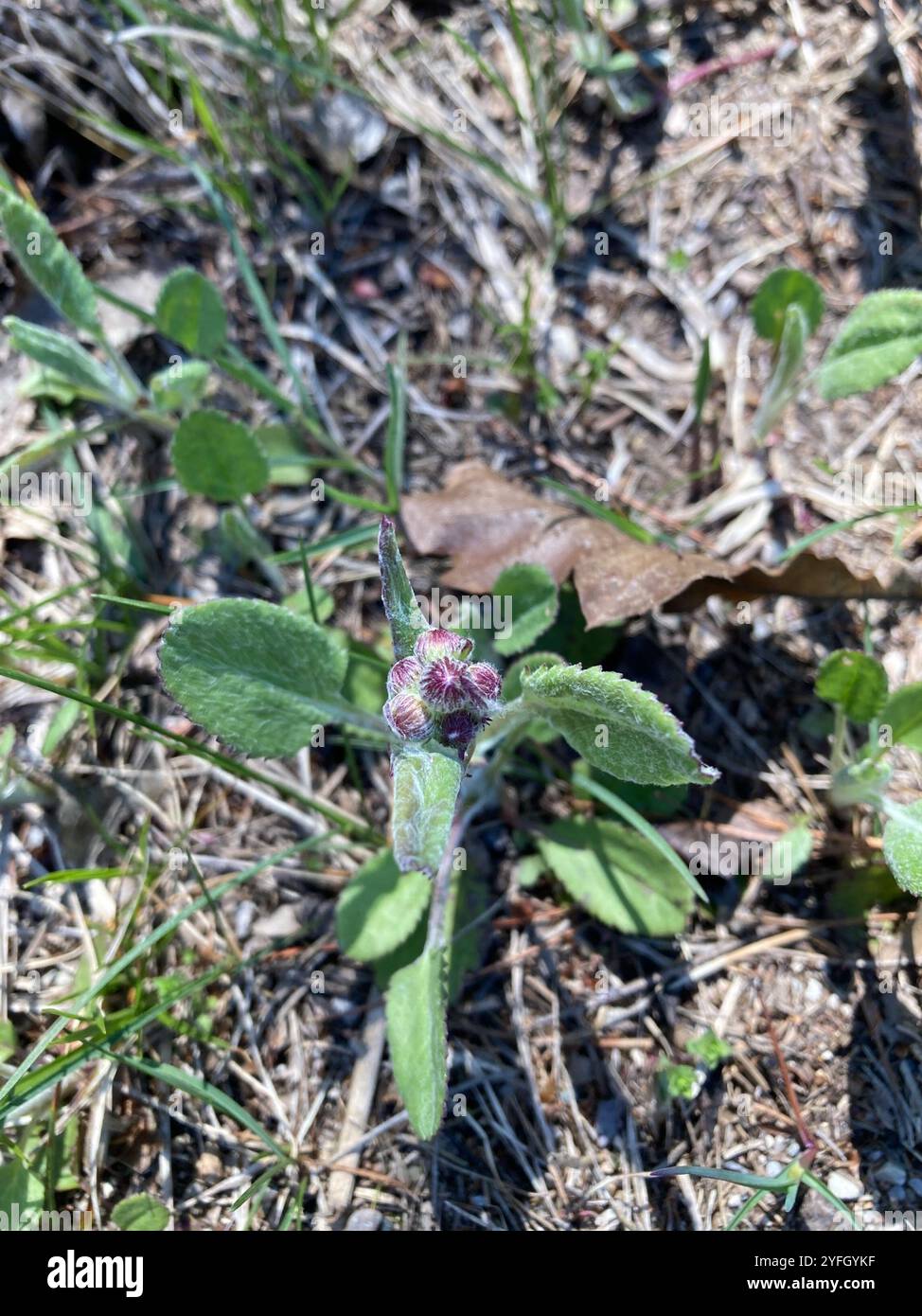 balsam ragwort (Packera paupercula Stock Photo - Alamy