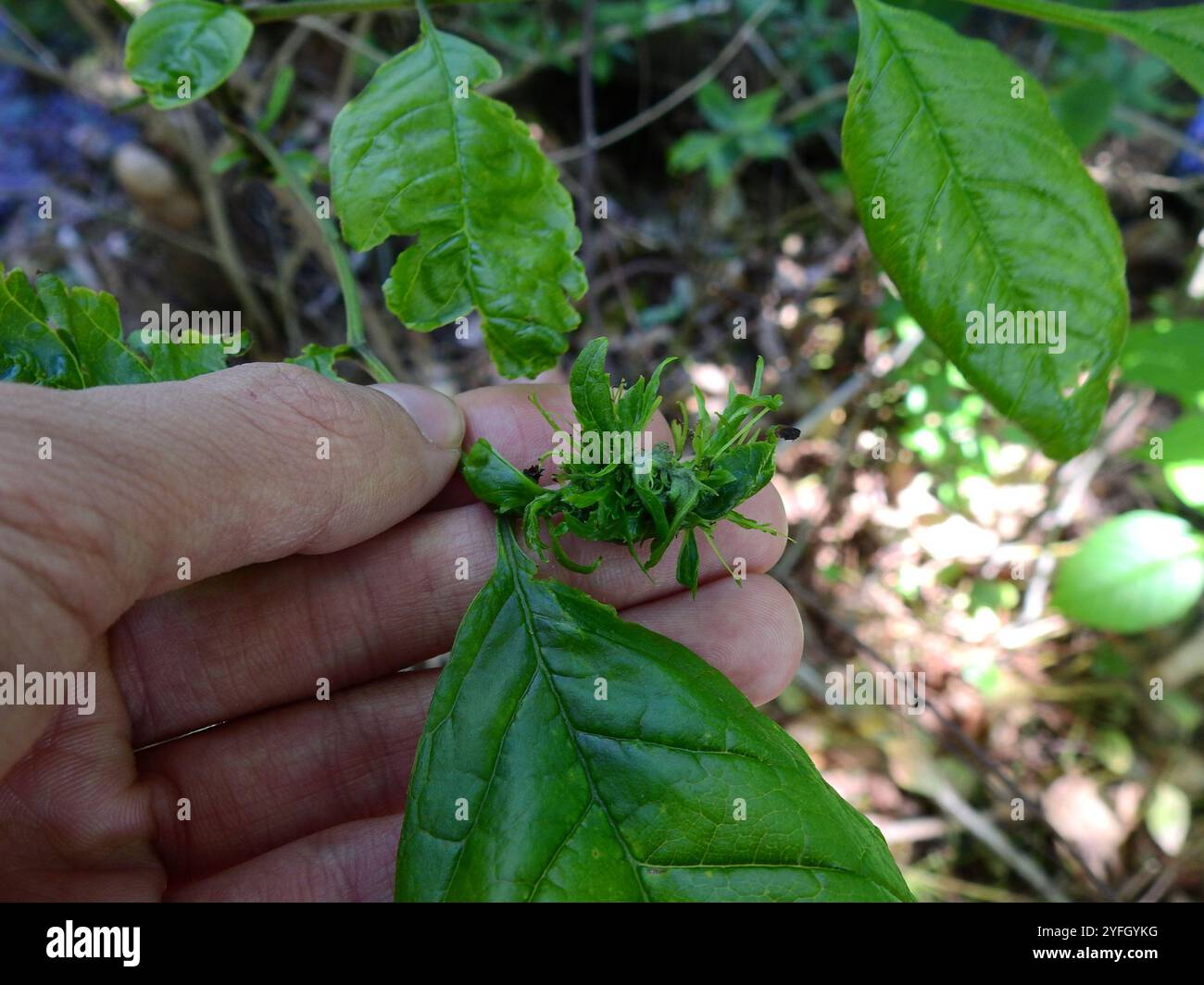 Ash Flower Gall Mite (Aceria fraxiniflora Stock Photo - Alamy