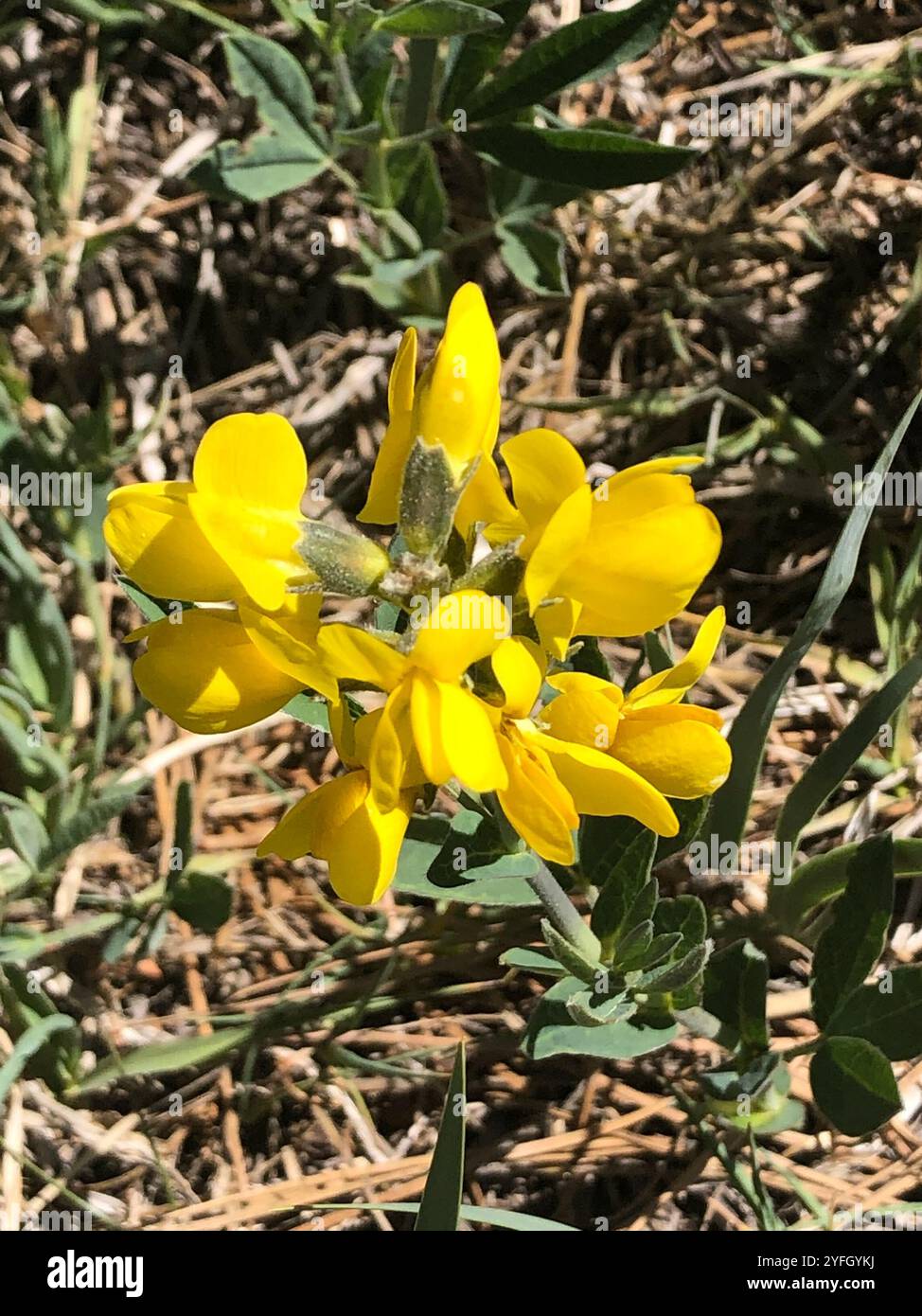 Goldenbanners hi-res stock photography and images - Alamy