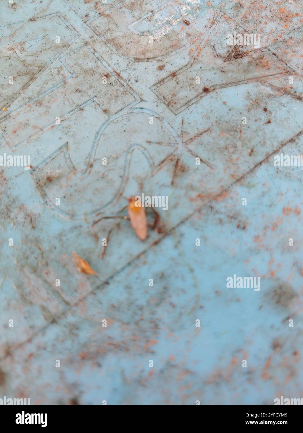 Water Bugs (Nepomorpha Stock Photo - Alamy