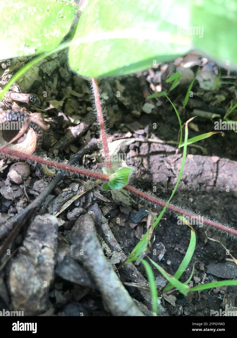 Round-leaved Trailing Tick-trefoil (Desmodium rotundifolium Stock Photo ...