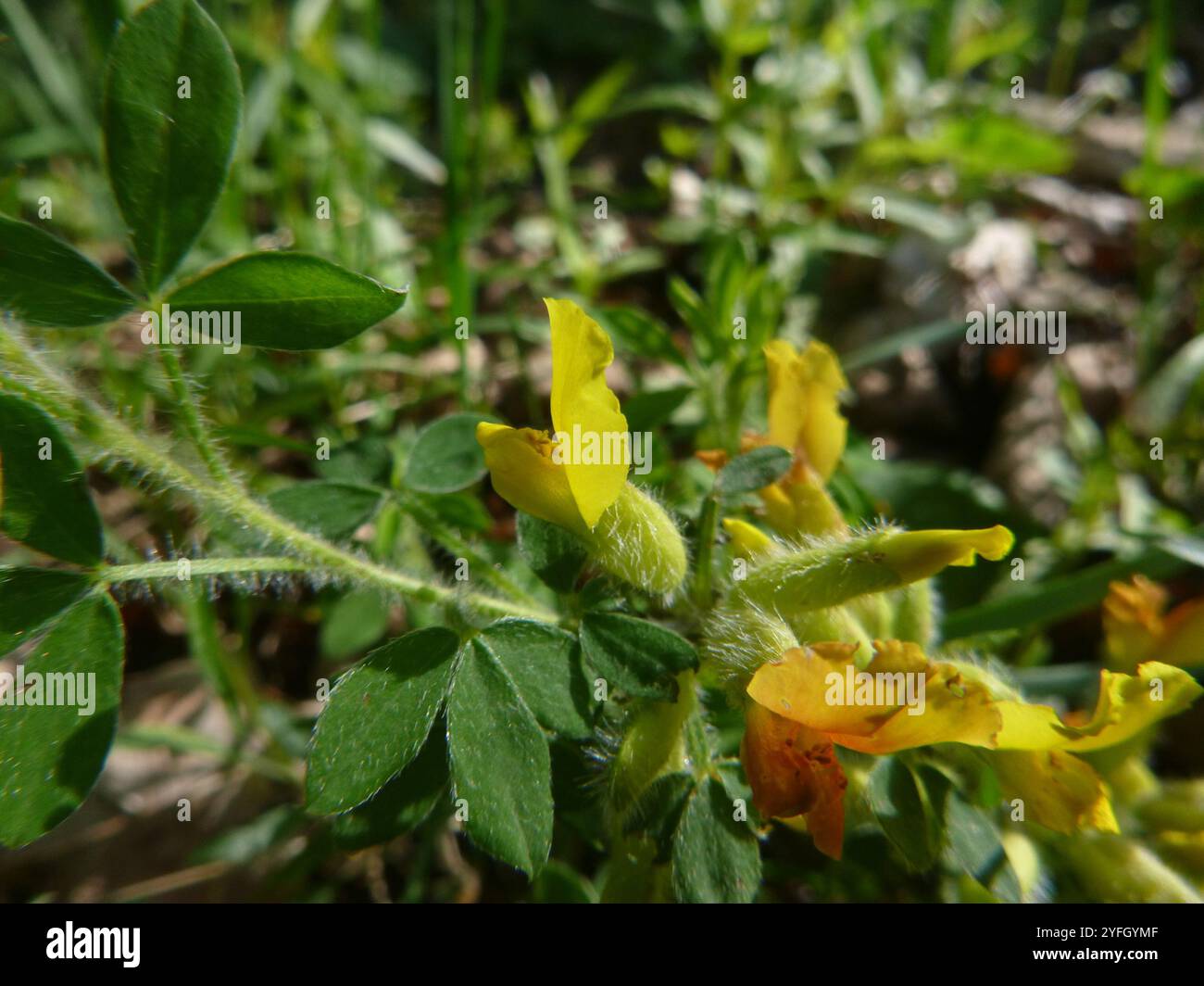 Clustered broom hi-res stock photography and images - Alamy