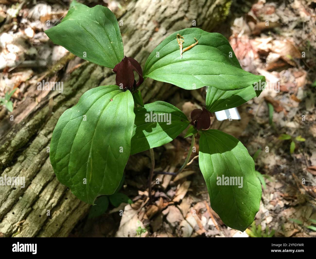 prairie trillium (Trillium recurvatum Stock Photo - Alamy