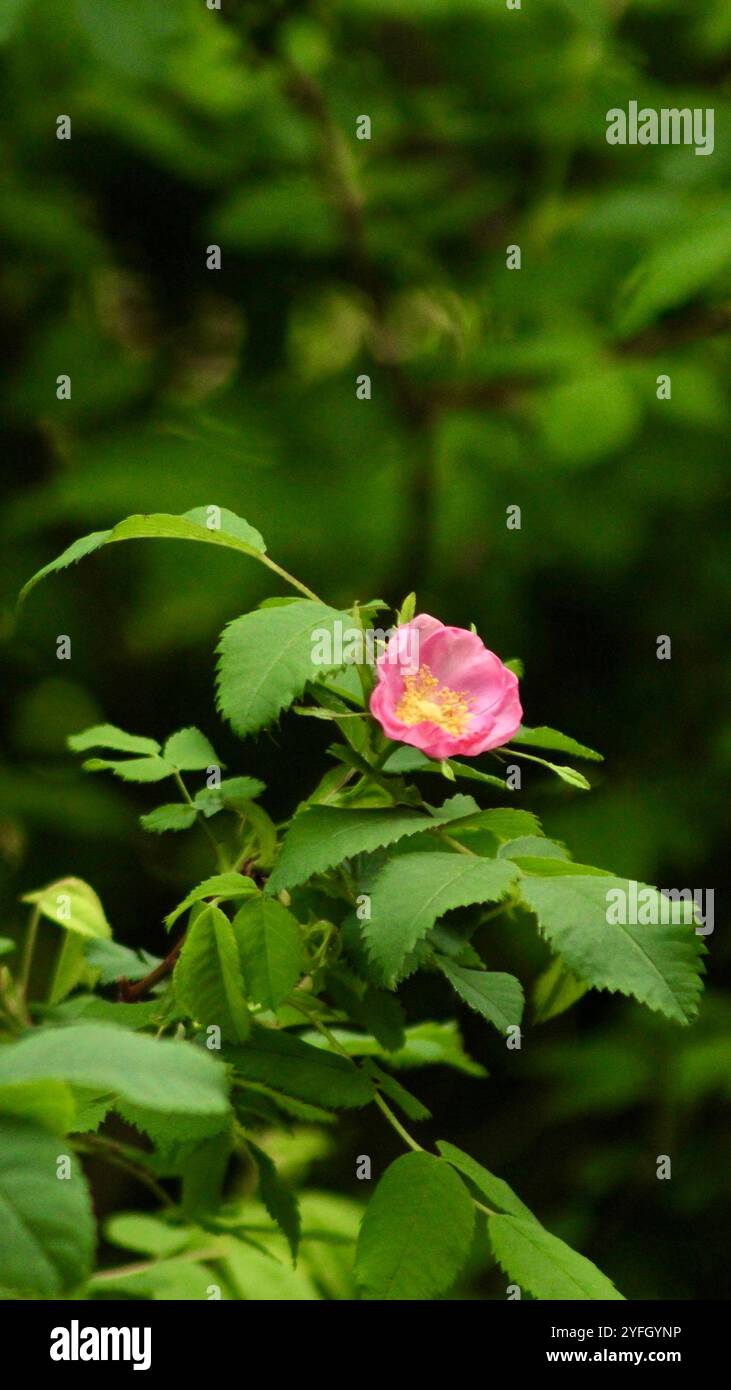 Nootka rose (Rosa nutkana Stock Photo - Alamy