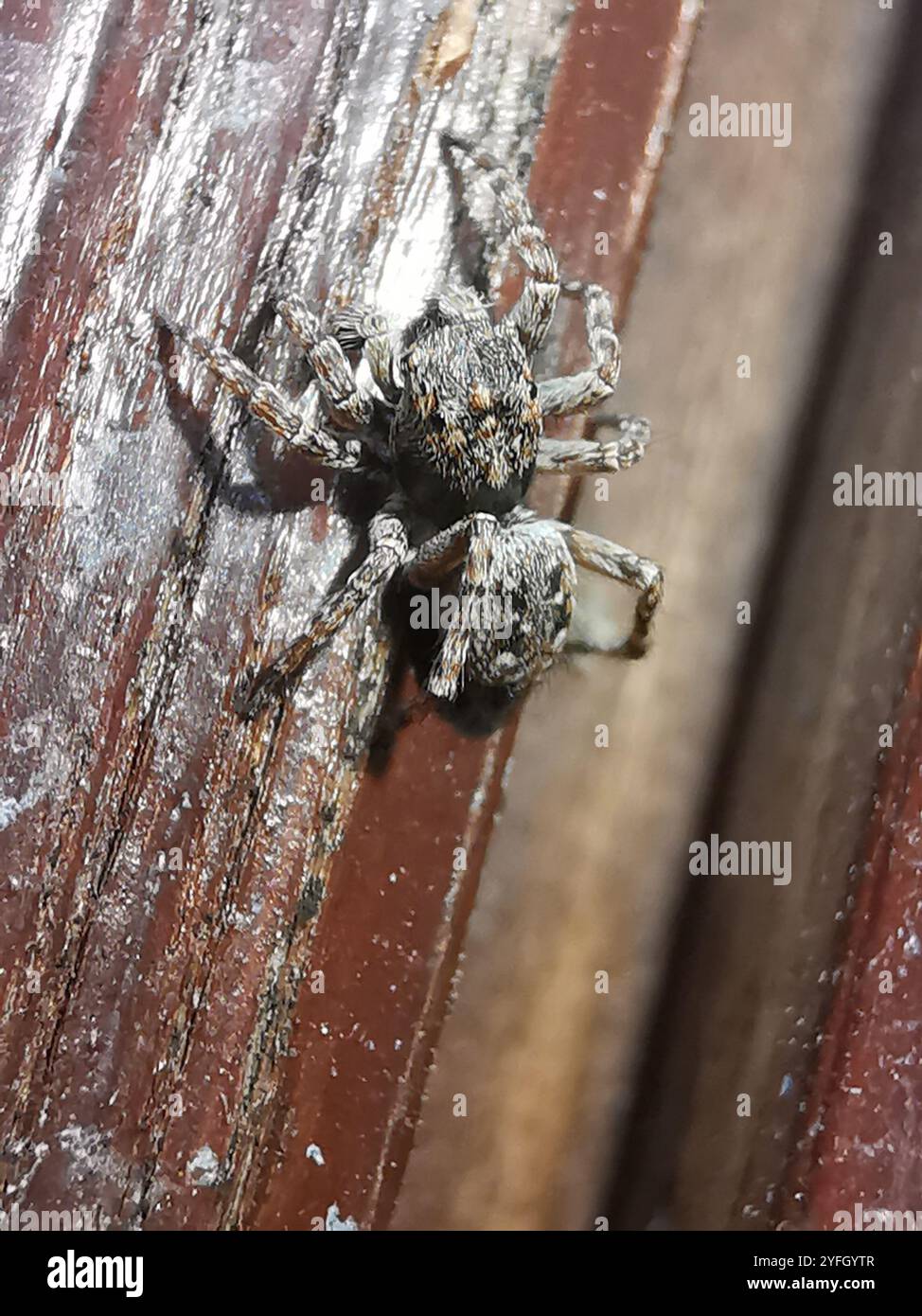 Attulus pubescens hi-res stock photography and images - Alamy