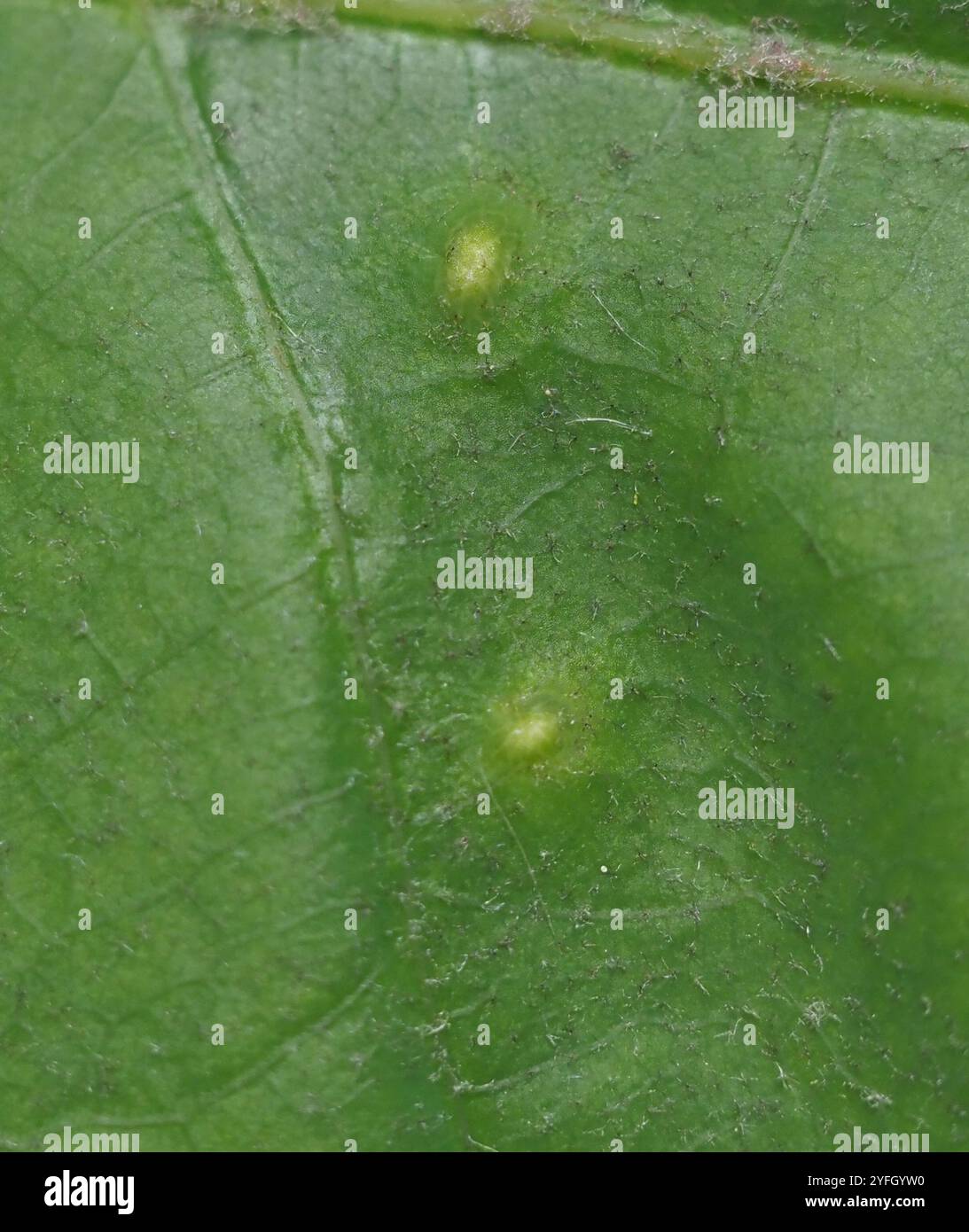 oak flake gall wasp (Neuroterus quercusverrucarum Stock Photo - Alamy