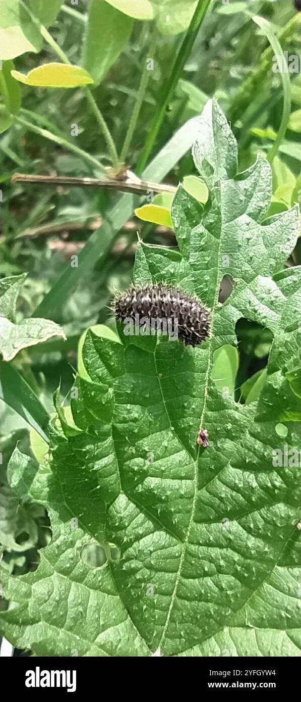 black-punctured leaf beetle (Galeruca tanaceti Stock Photo - Alamy