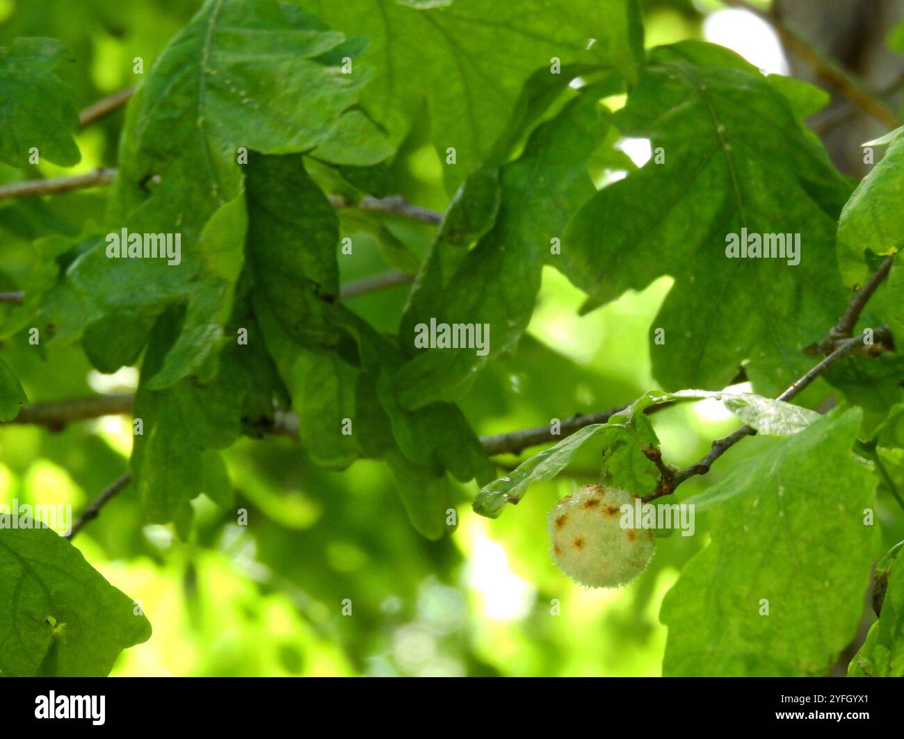 Wool Sower Gall Wasp (Callirhytis seminator Stock Photo - Alamy