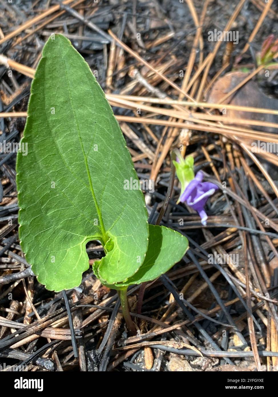 Viola sagittata hi-res stock photography and images - Alamy