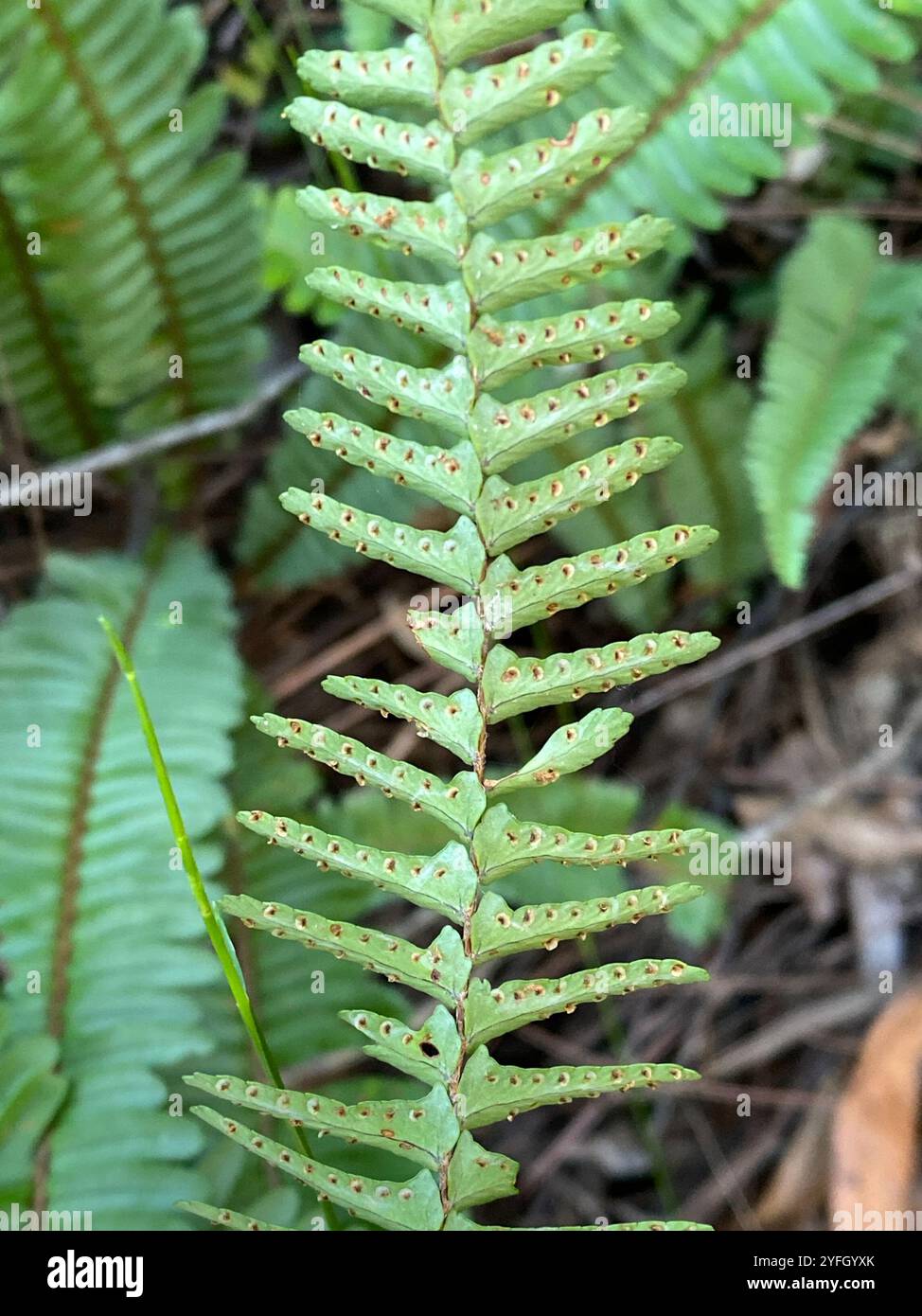 Fishbone Fern (Nephrolepis cordifolia Stock Photo - Alamy