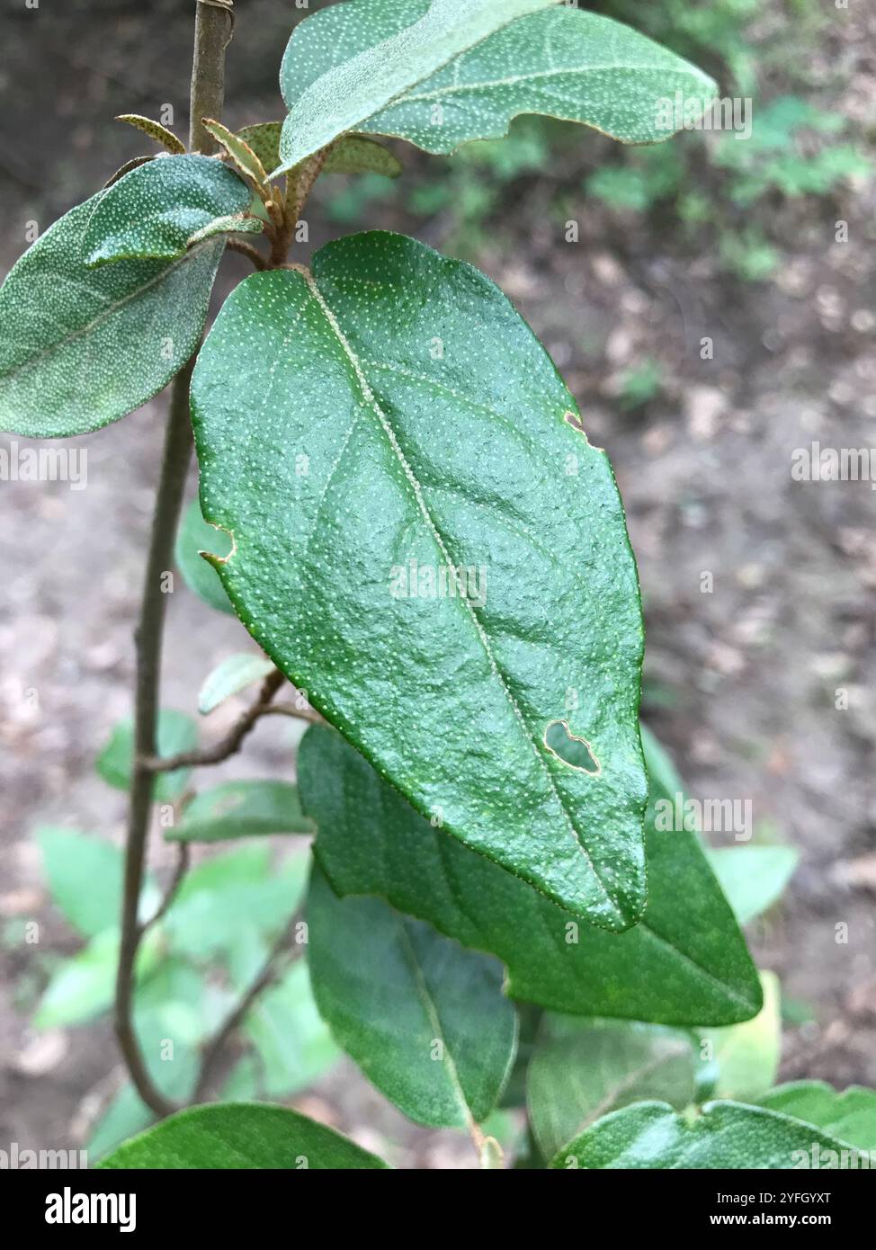 Croton alabamensis hi-res stock photography and images - Alamy