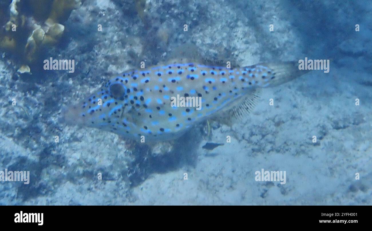 Scrawled Filefish (Aluterus scriptus Stock Photo - Alamy