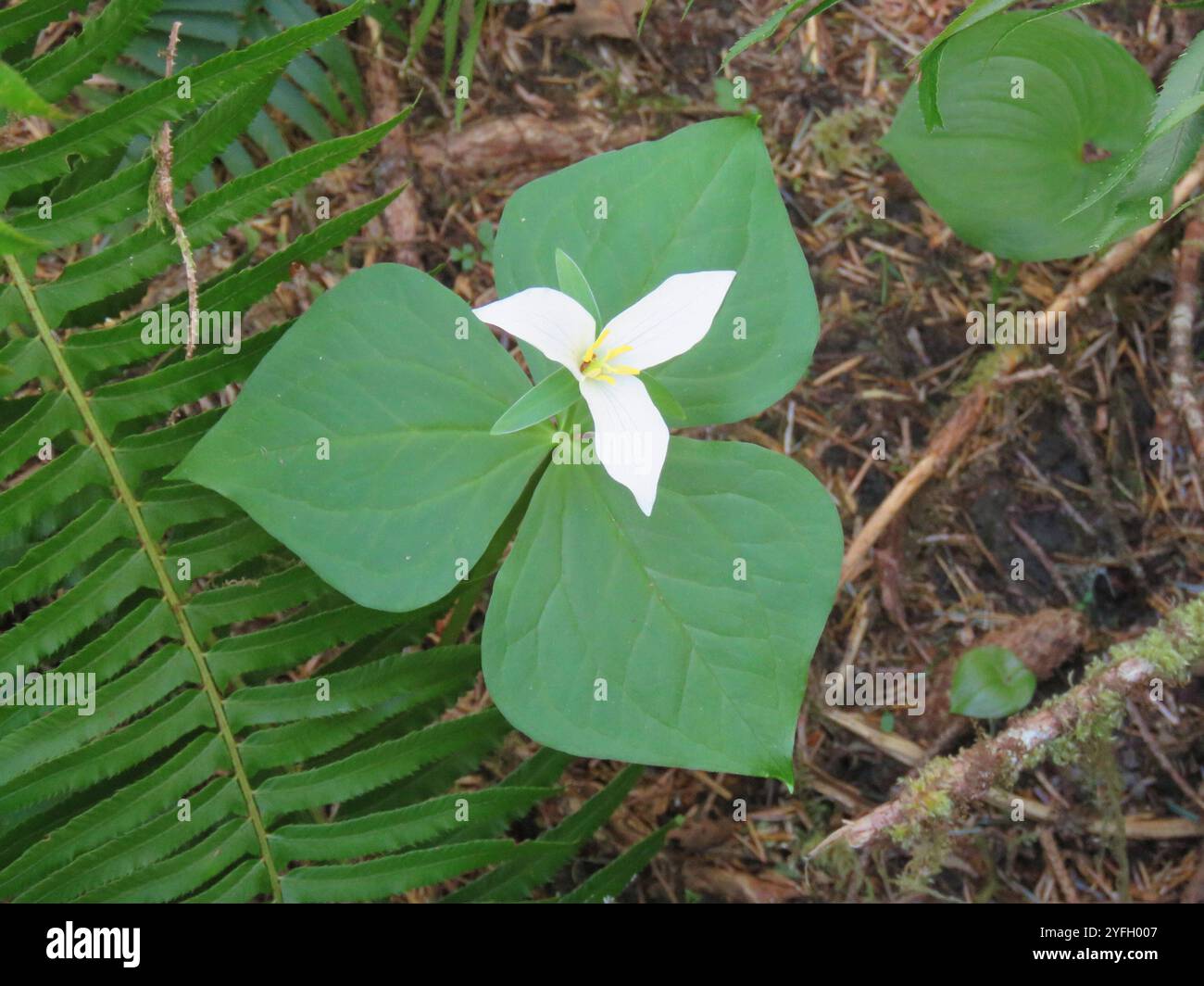 Pacific trillium (Trillium ovatum Stock Photo - Alamy