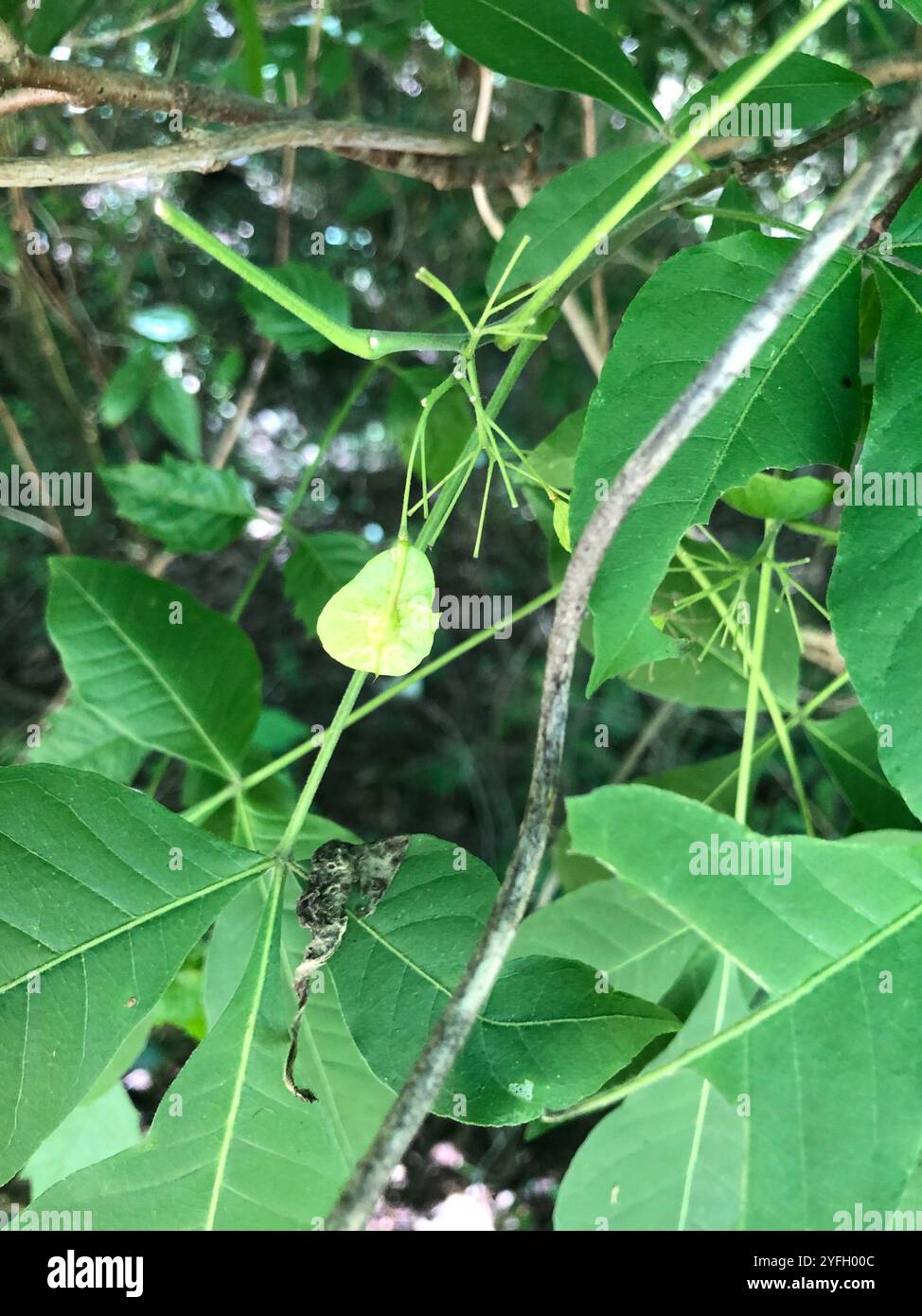 common hoptree (Ptelea trifoliata Stock Photo - Alamy