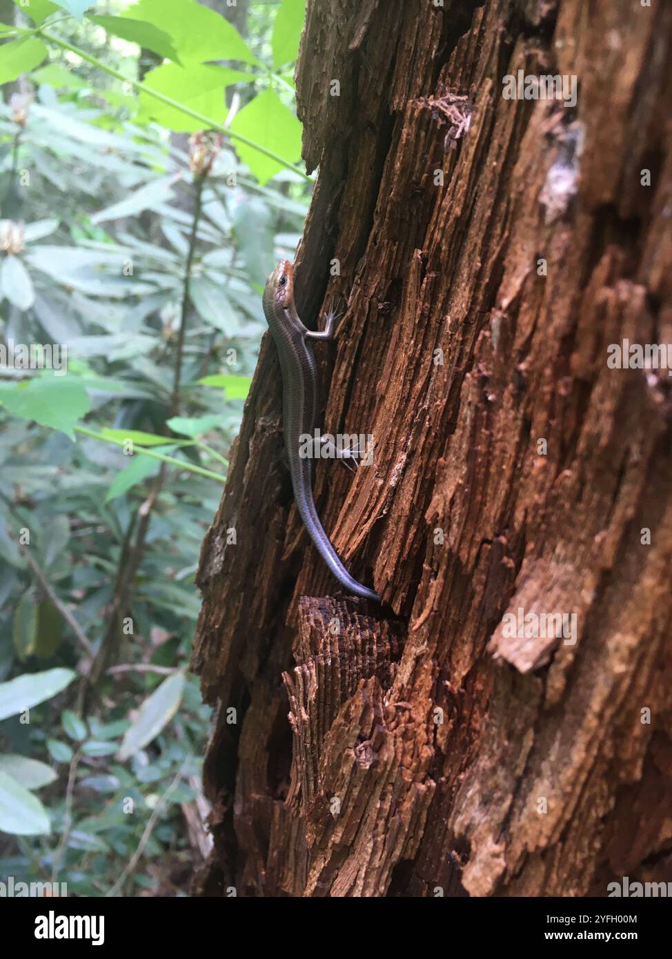 Common Five-lined Skink (Plestiodon fasciatus Stock Photo - Alamy