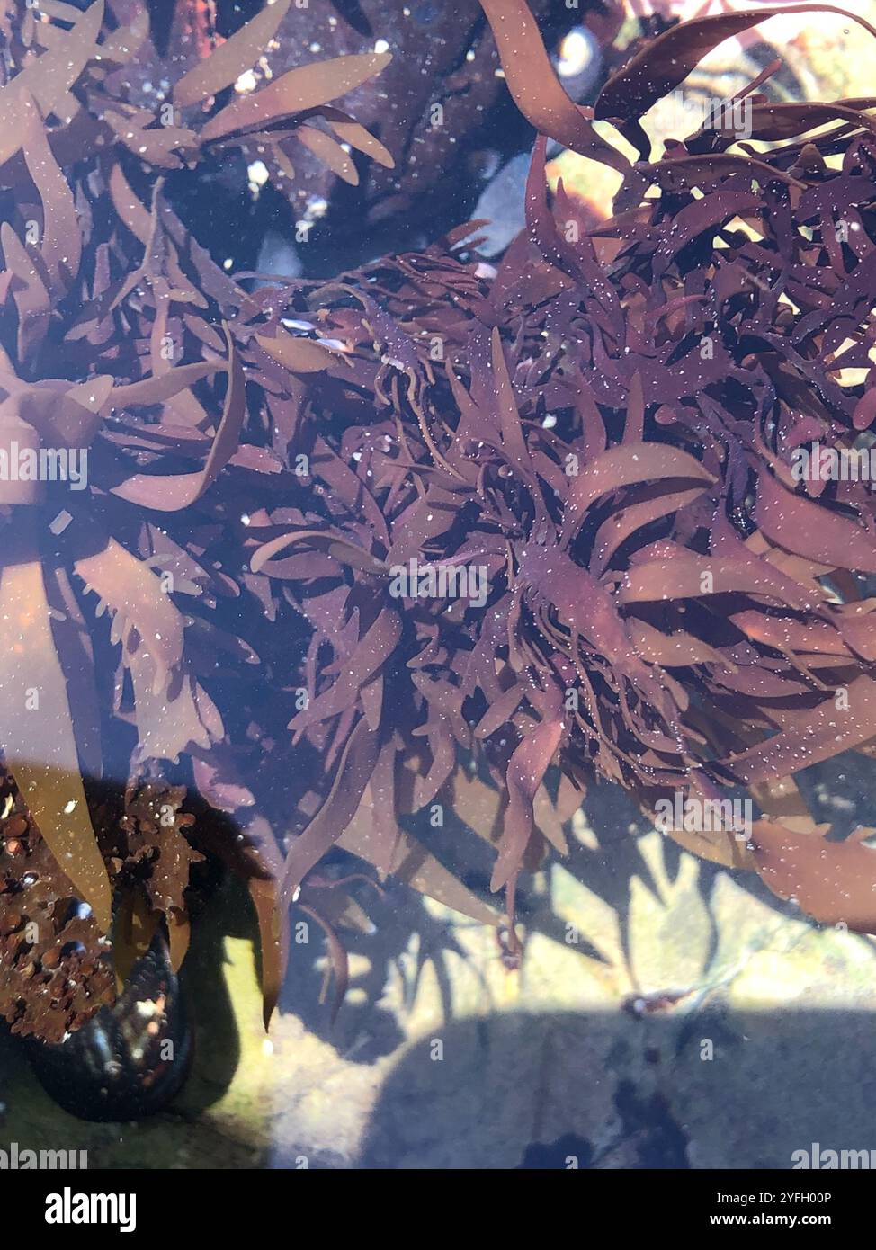 Bleach Weed (Prionitis sternbergii Stock Photo - Alamy