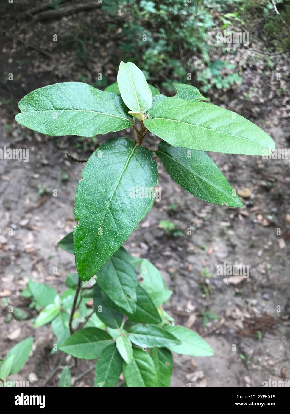 Texabama croton (Croton alabamensis texensis Stock Photo - Alamy