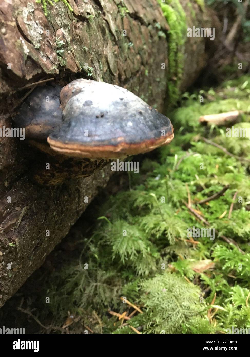 Northern Red Belt (Fomitopsis mounceae Stock Photo - Alamy