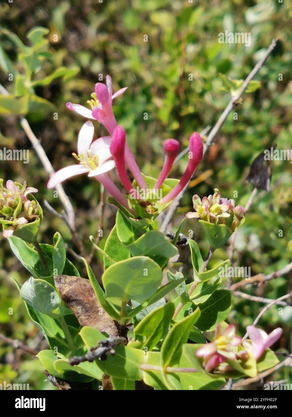 Mediterranean Honeysuckle (Lonicera implexa Stock Photo - Alamy